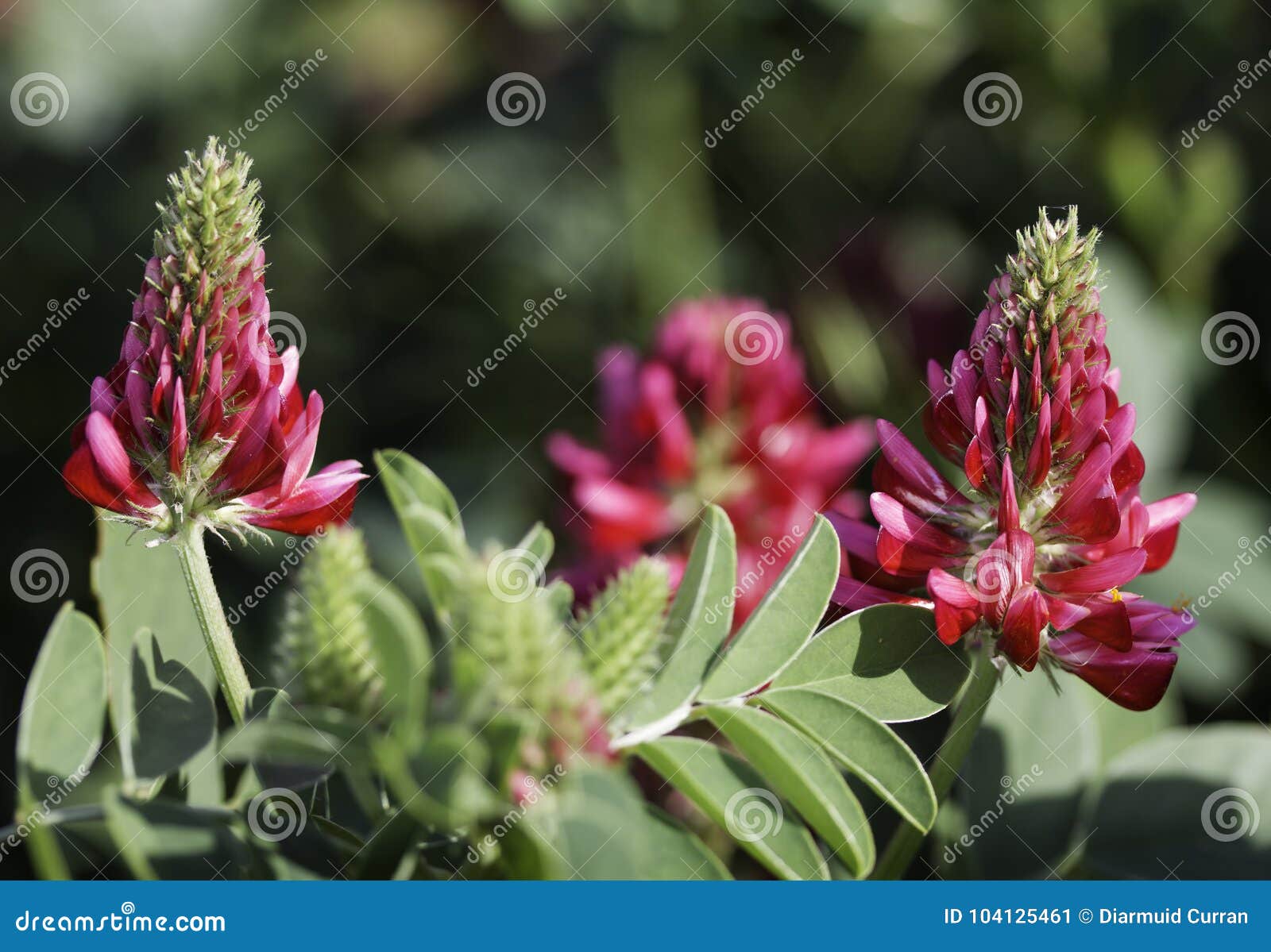 French Honeysuckle Macro (Hedysarum Coronarium, Sulla Coronaria ...