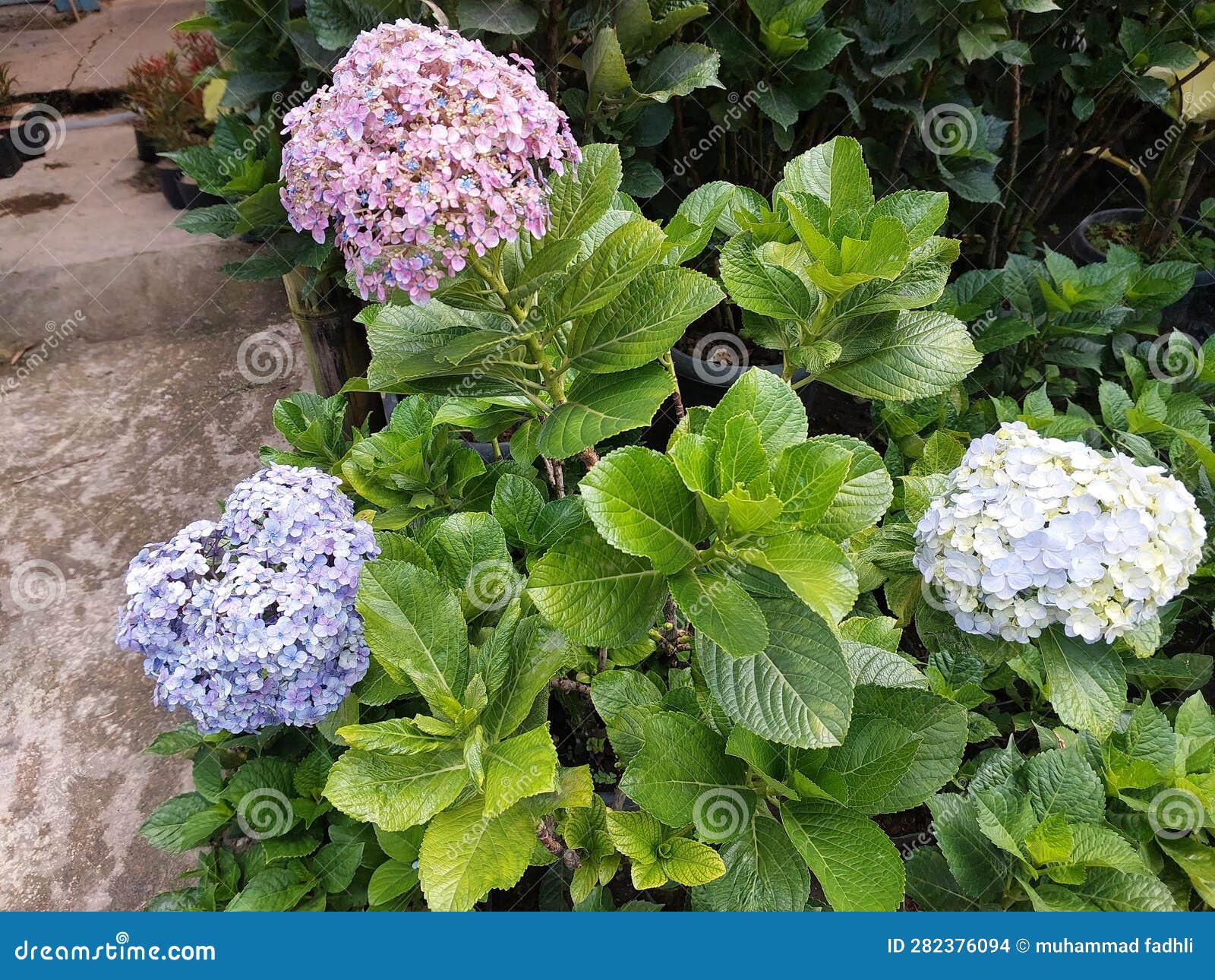 French hydrangea flower stock photo. Image of bloom - 282376094