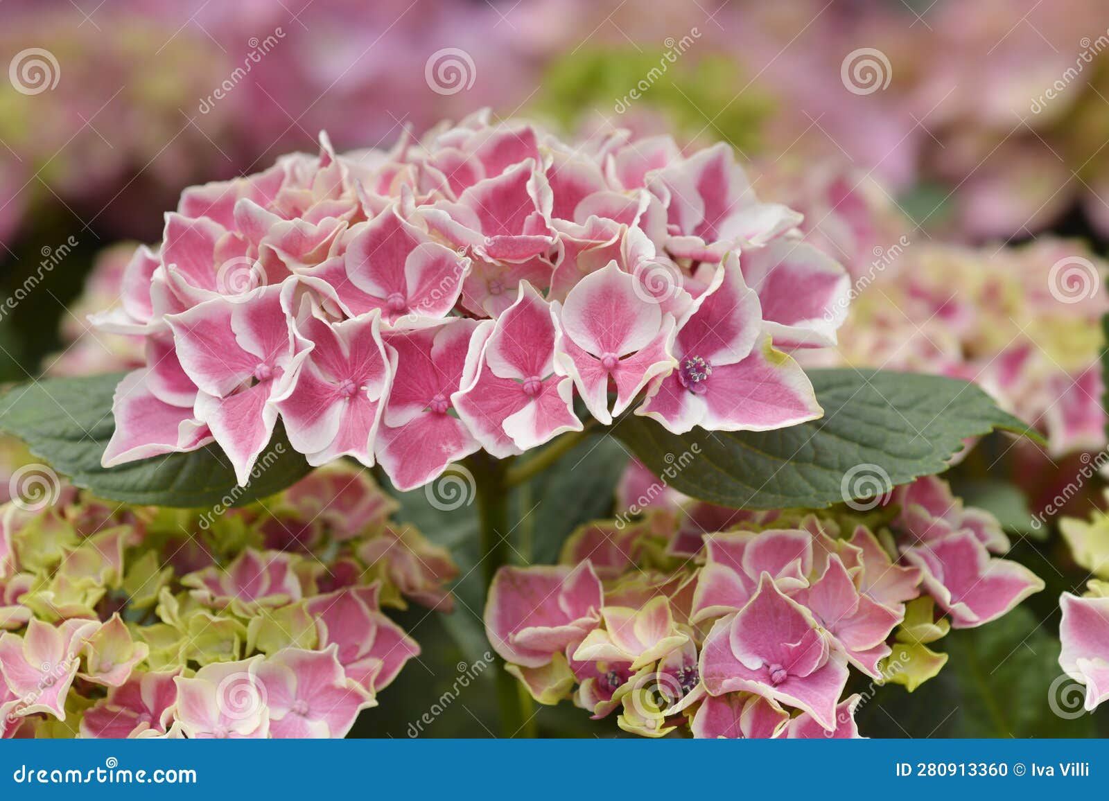 French hydrangea stock photo. Image of mophead, hortensia - 280913360