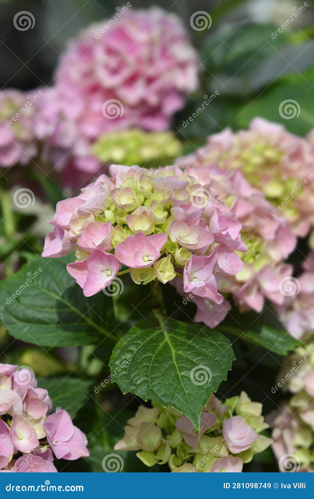 French hydrangea stock image. Image of flower, close - 281098749