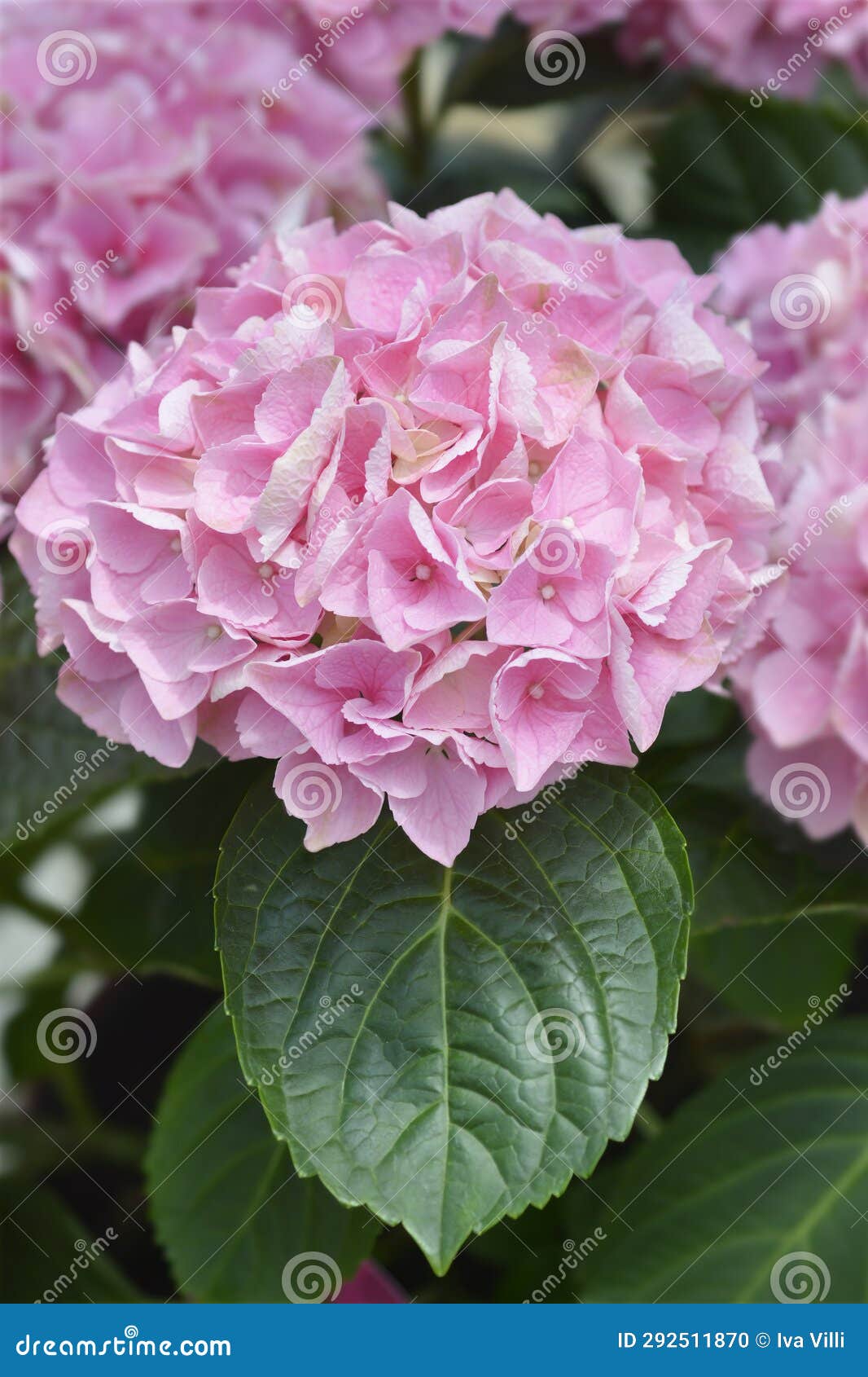 French hydrangea stock photo. Image of mophead, pink - 292511870