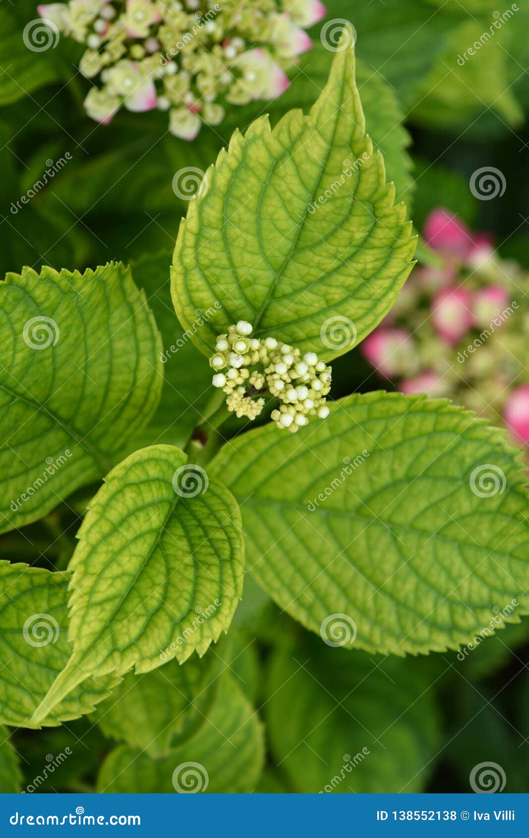 French hydrangea stock photo. Image of leaf, flower - 138552138