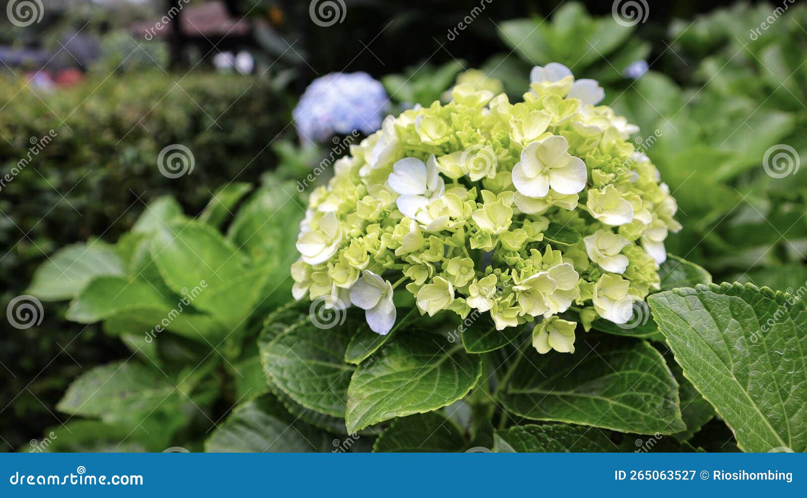 French Hydrangea or Hydrangea Macrophylla or Nikko Green Blooming in ...