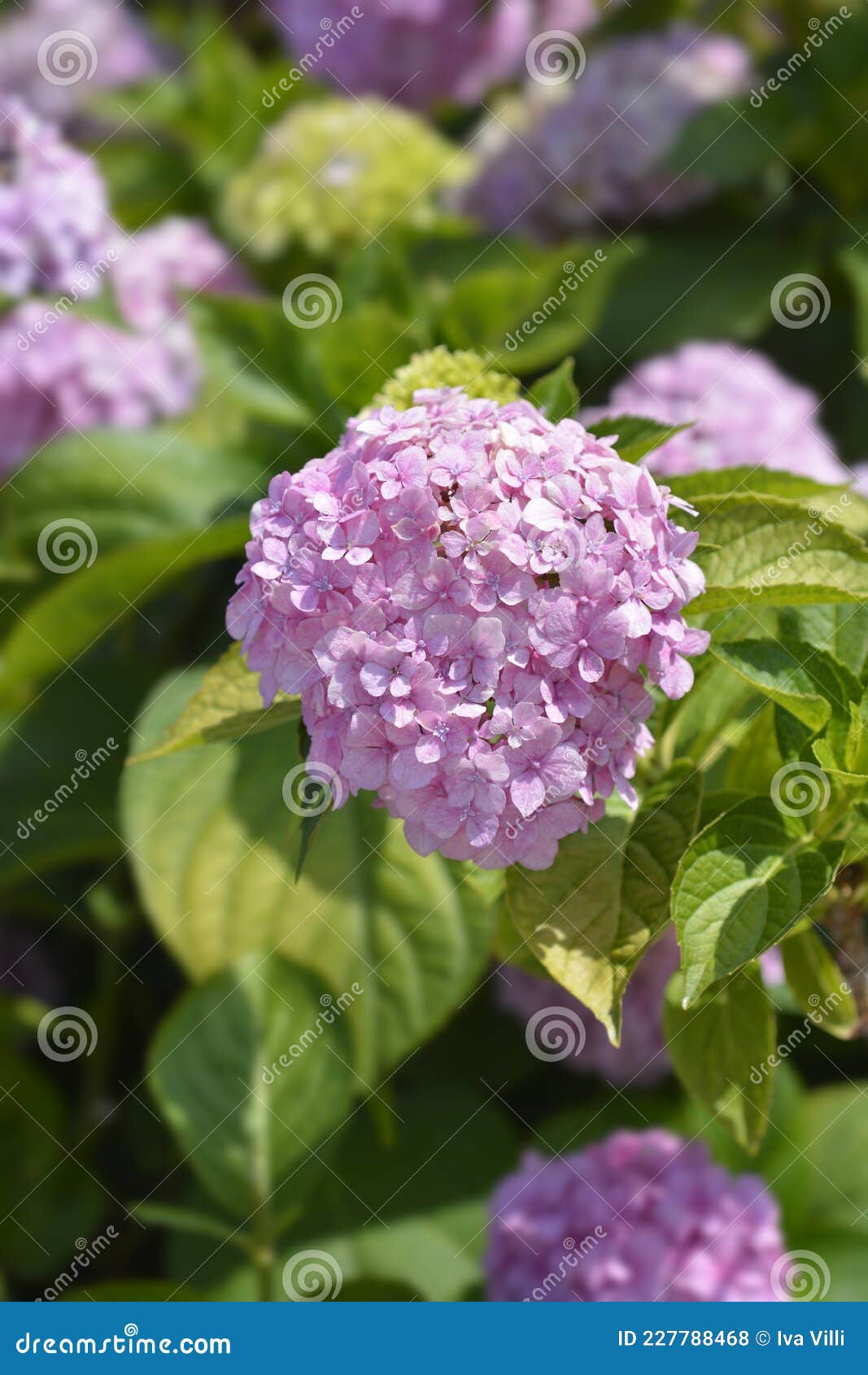 French hydrangea stock photo. Image of hortensia, lacecap - 227788468