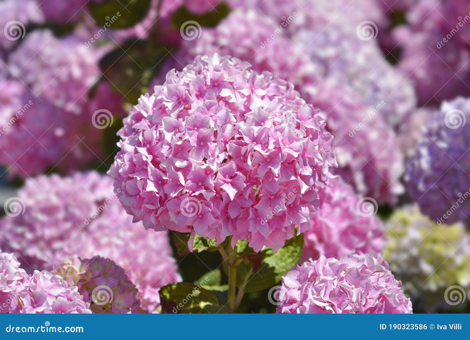 French hydrangea stock photo. Image of botany, pink - 190323586