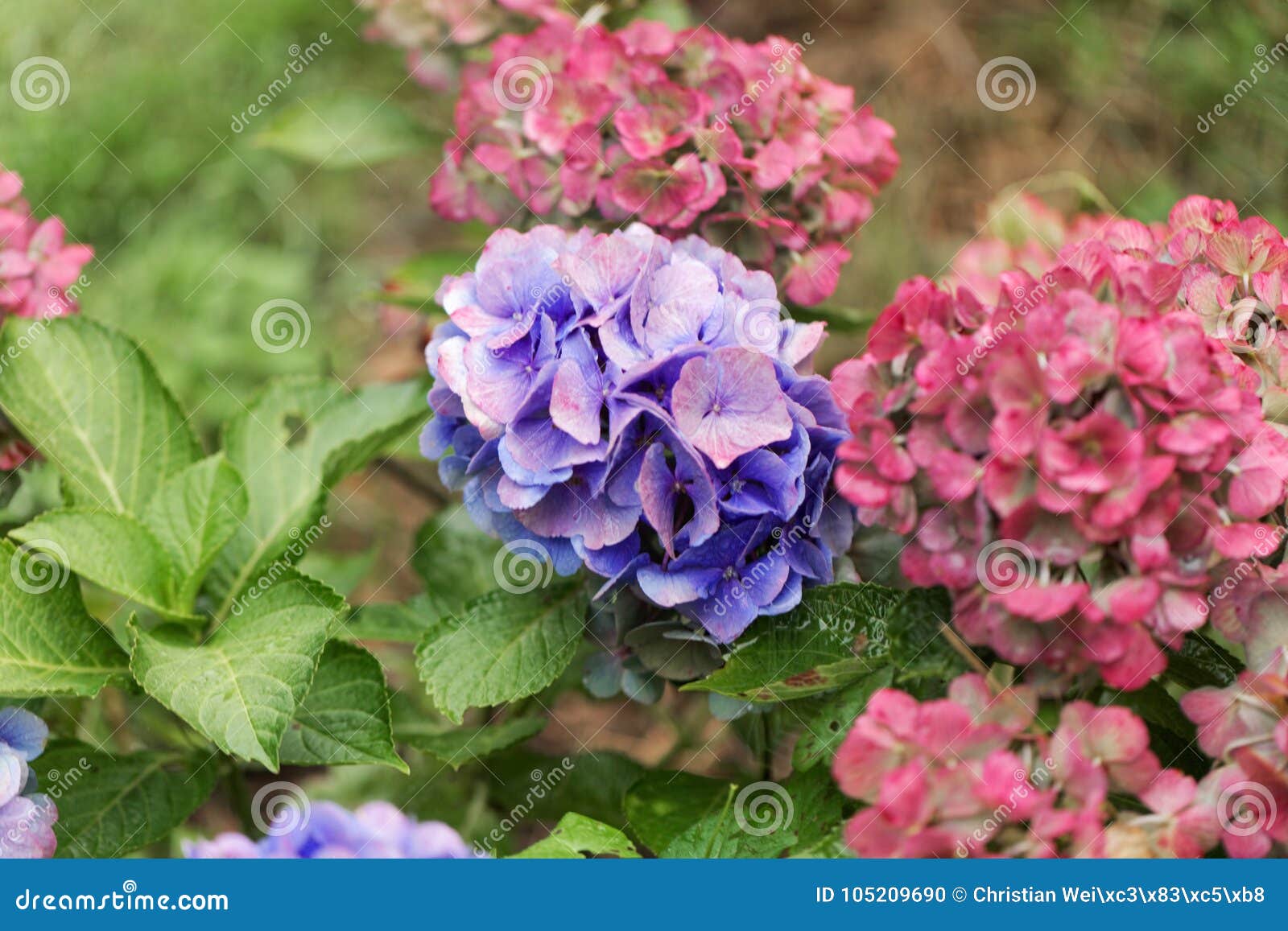 French Hydrangea Hydrangea Macrophylla Stock Photo - Image of lacecap ...