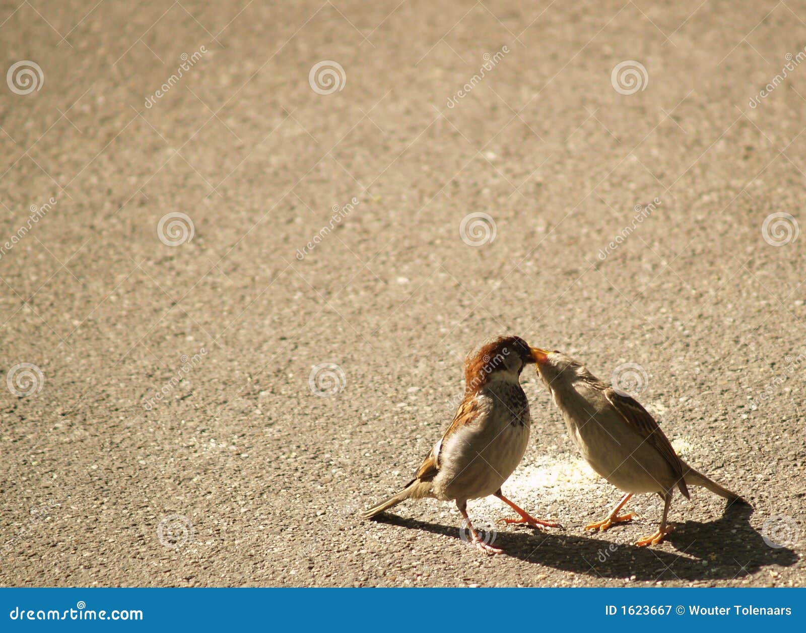 French kissing sparrows stock image. Image of textspace - 1623667