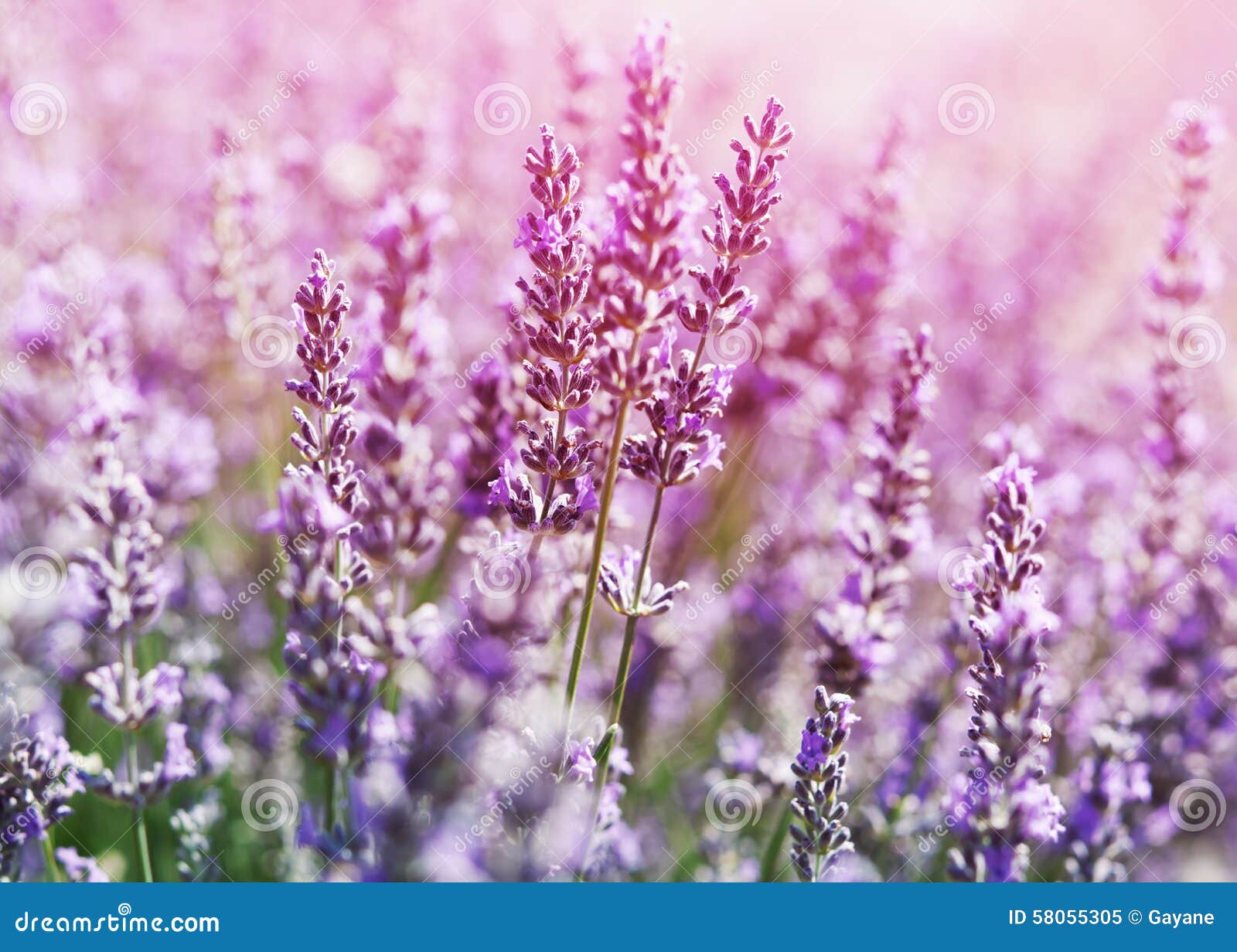 French lavender stock image. Image of lavender, valensole - 58055305