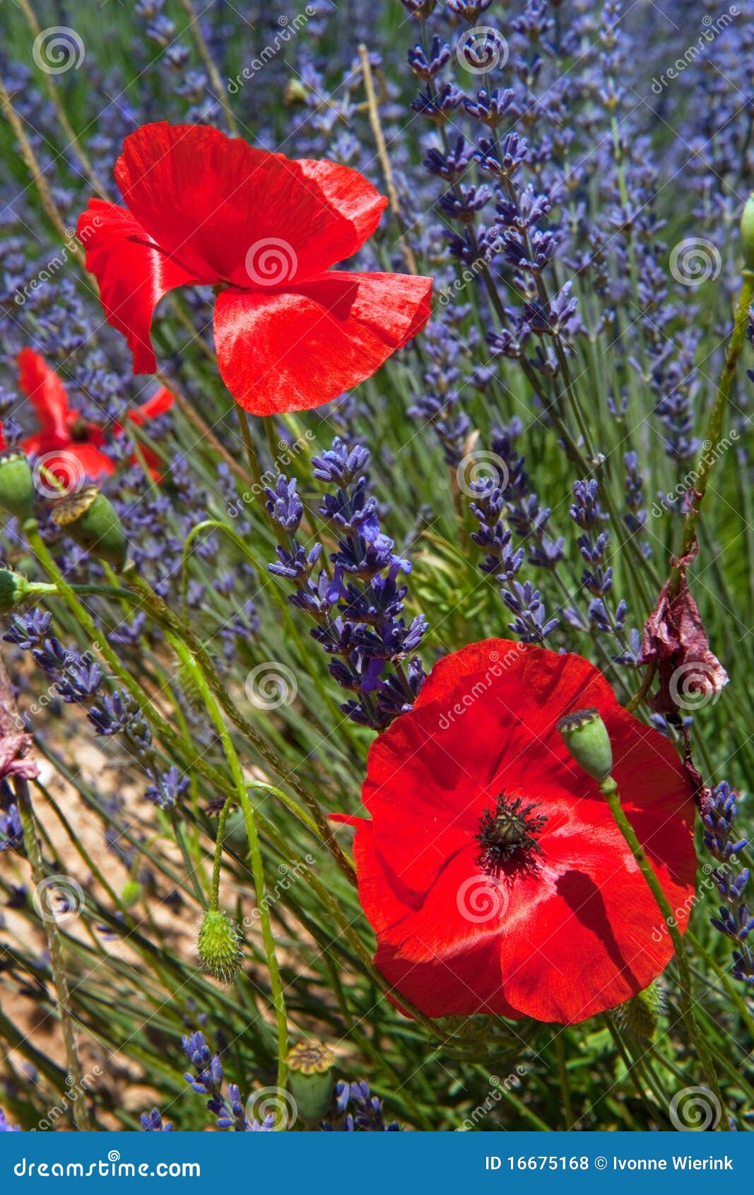 French Lavender and Poppies Stock Photo - Image of provence, nature ...