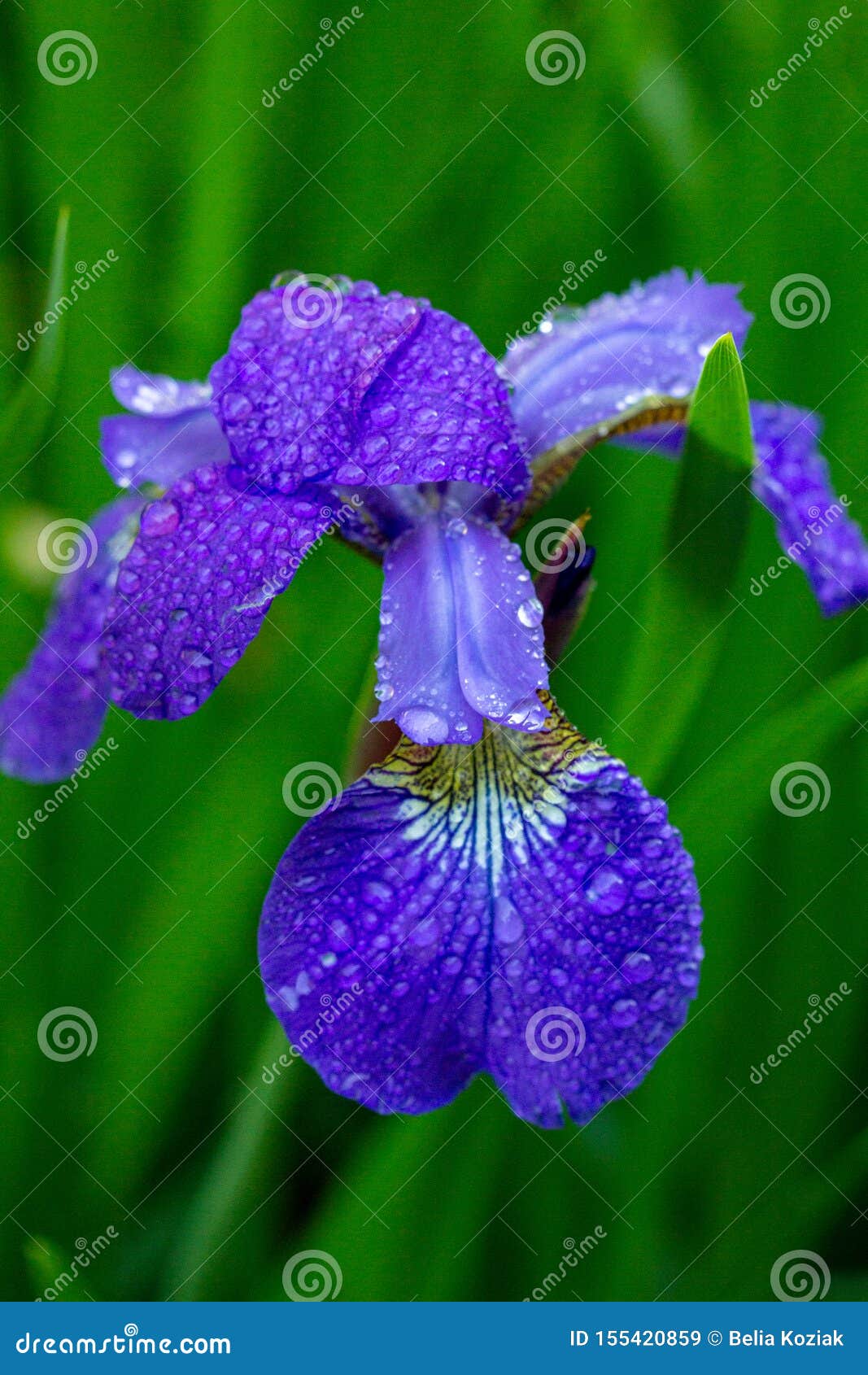 A French Lily with Dew in Massachusetts Stock Image - Image of bloom ...