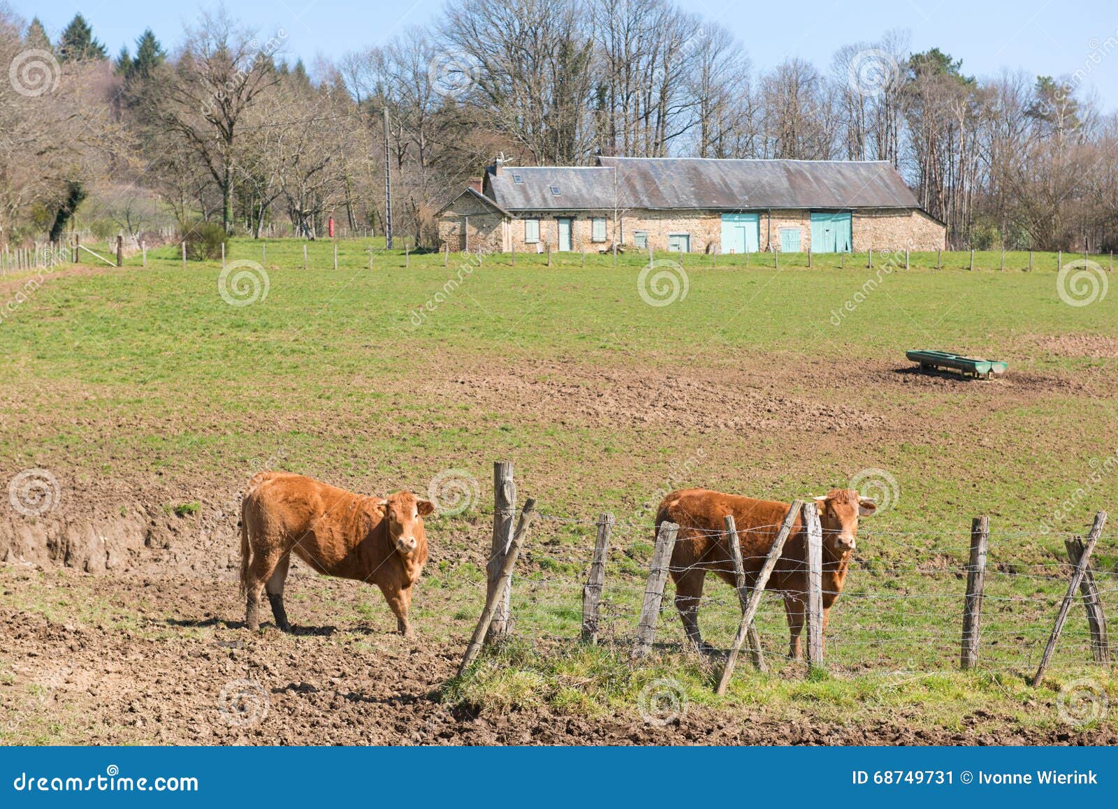 French Limousin cows stock image. Image of cows, grass - 68749731
