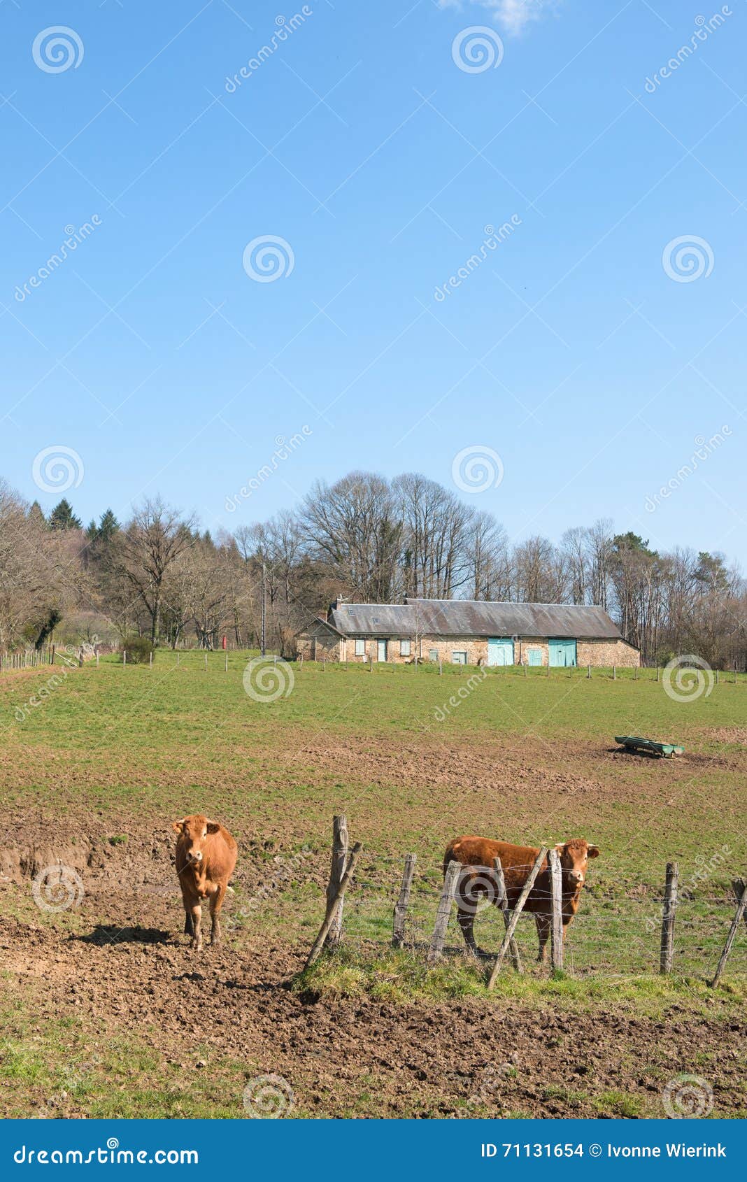 French Limousin cows stock photo. Image of typical, meadows - 71131654