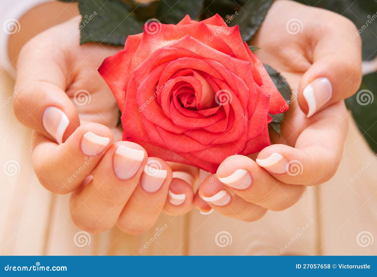 French Manicure and Red Rose Stock Photo - Image of manicure, caucasian ...