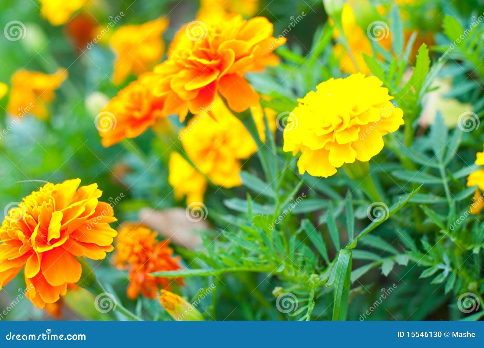 French marigold stock photo. Image of head, cheerful - 15546130