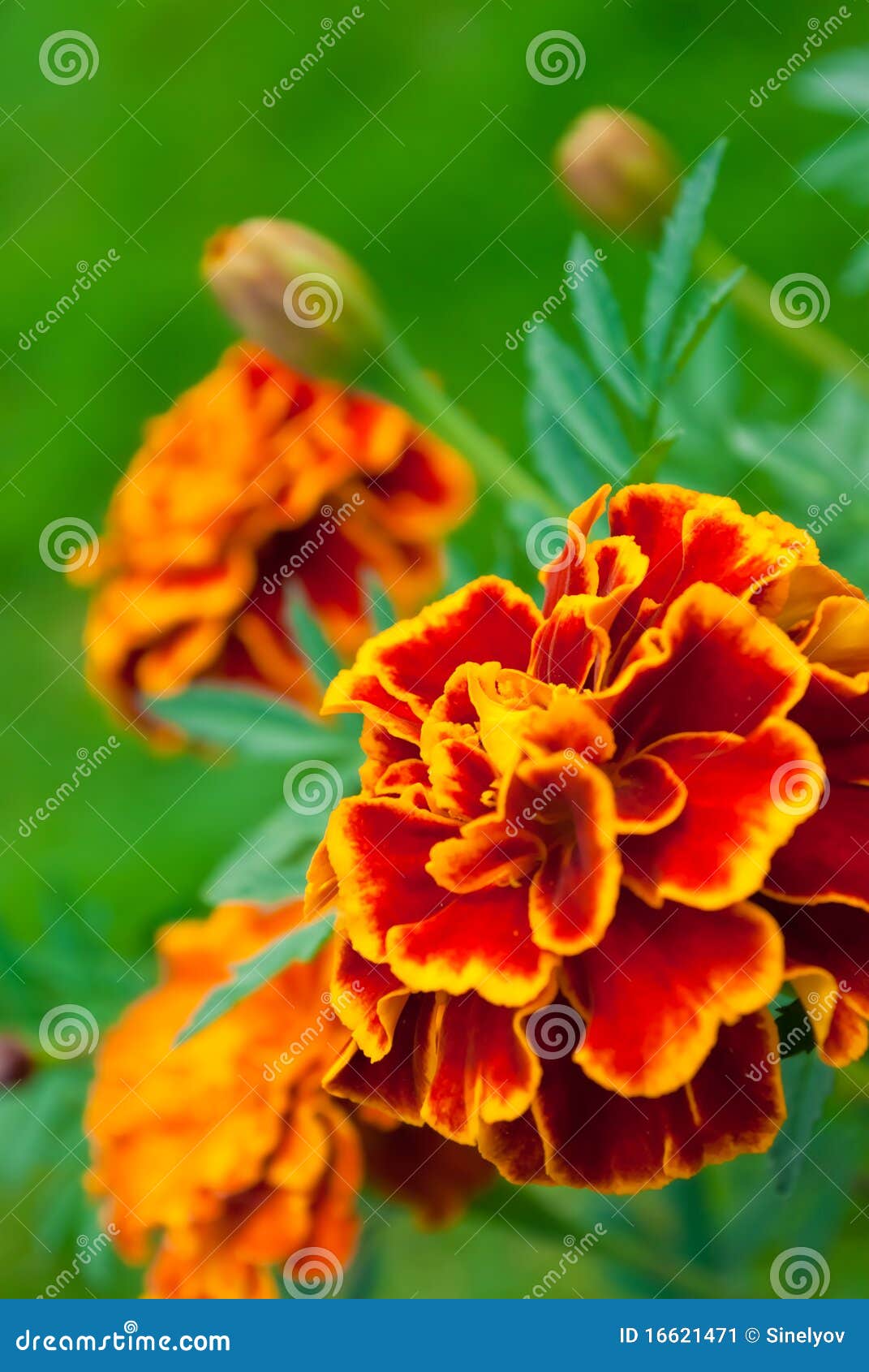 French marigold stock image. Image of blossom, smell - 16621471