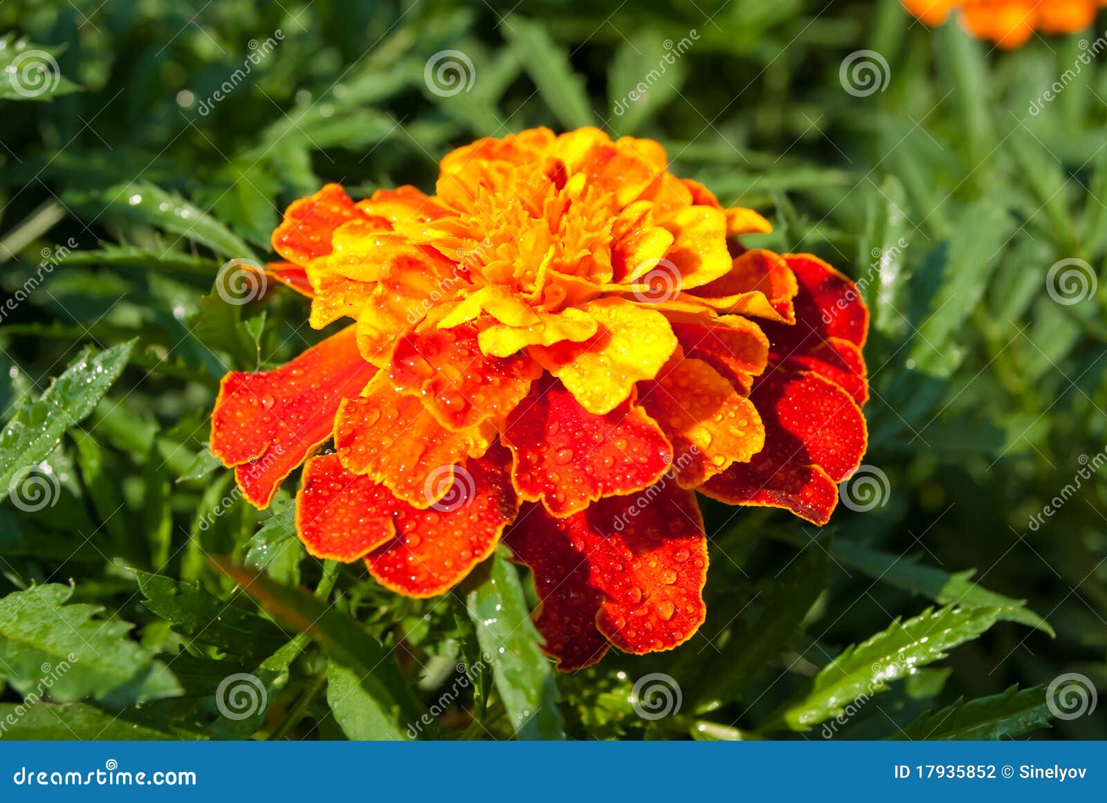 French marigold stock photo. Image of patula, plant, meadow - 17935852