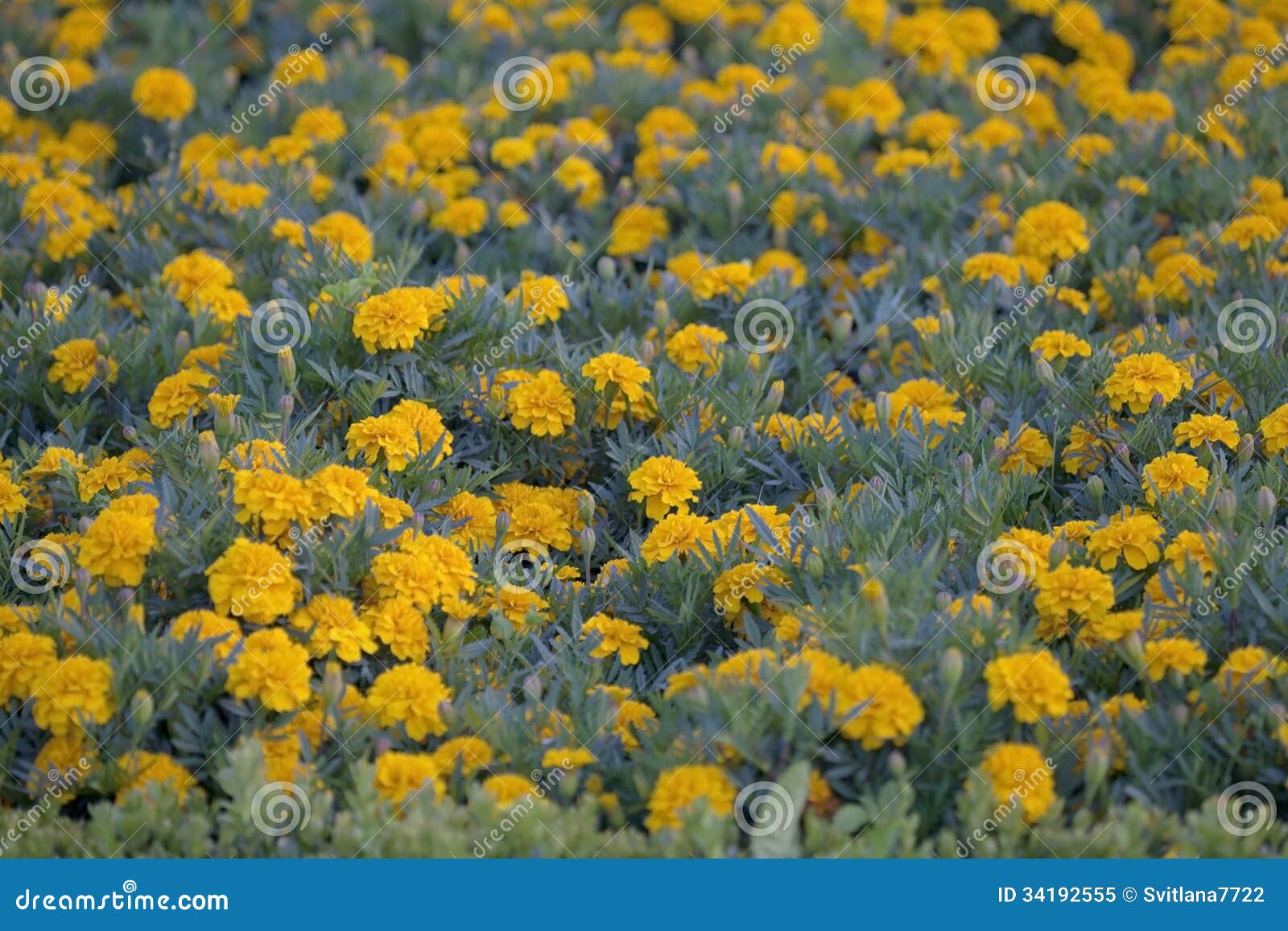 French marigolds stock image. Image of green, garden - 34192555