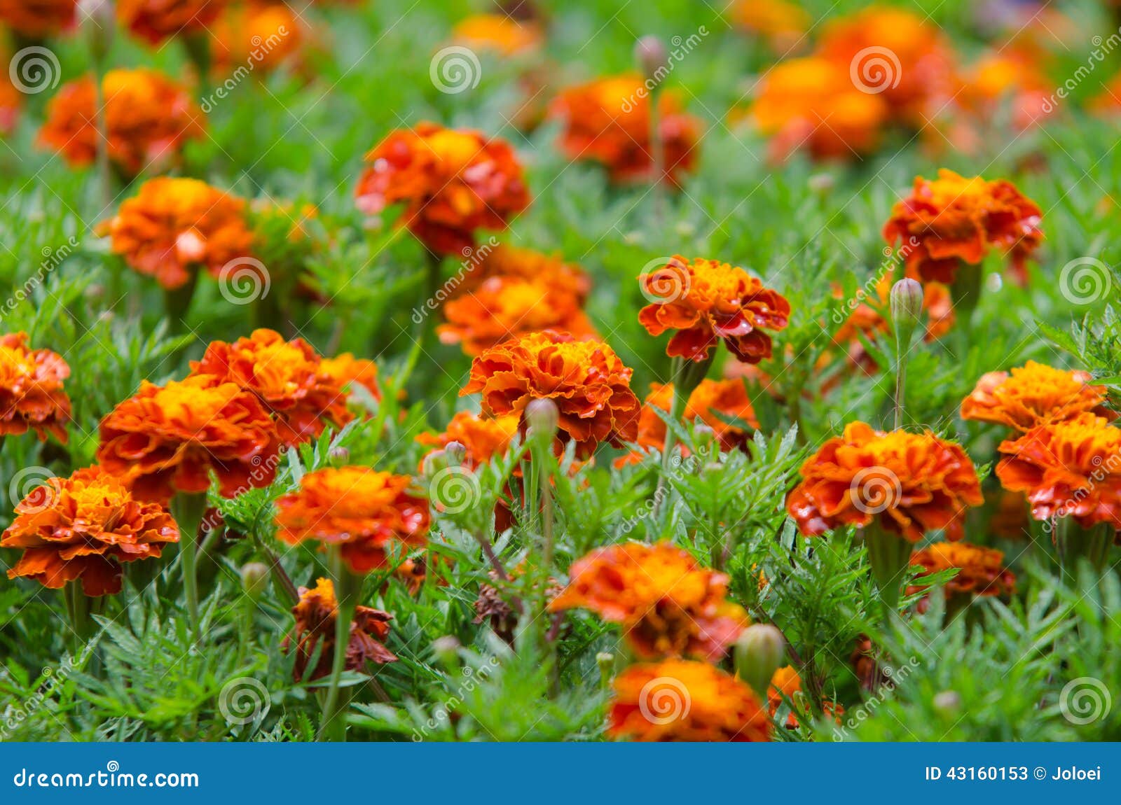 French Marigolds stock image. Image of plant, spring - 43160153