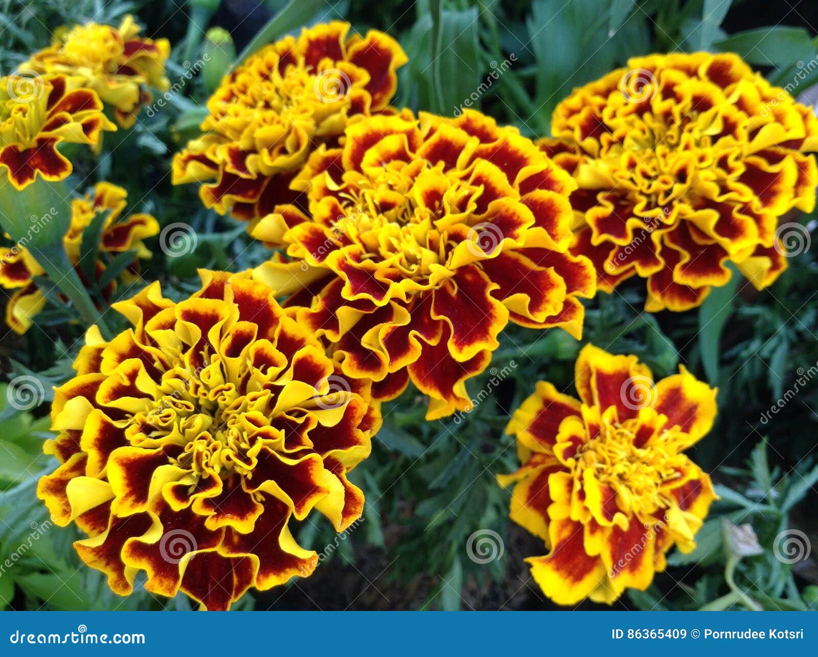 French Marigolds stock image. Image of marigolds, flower - 86365409