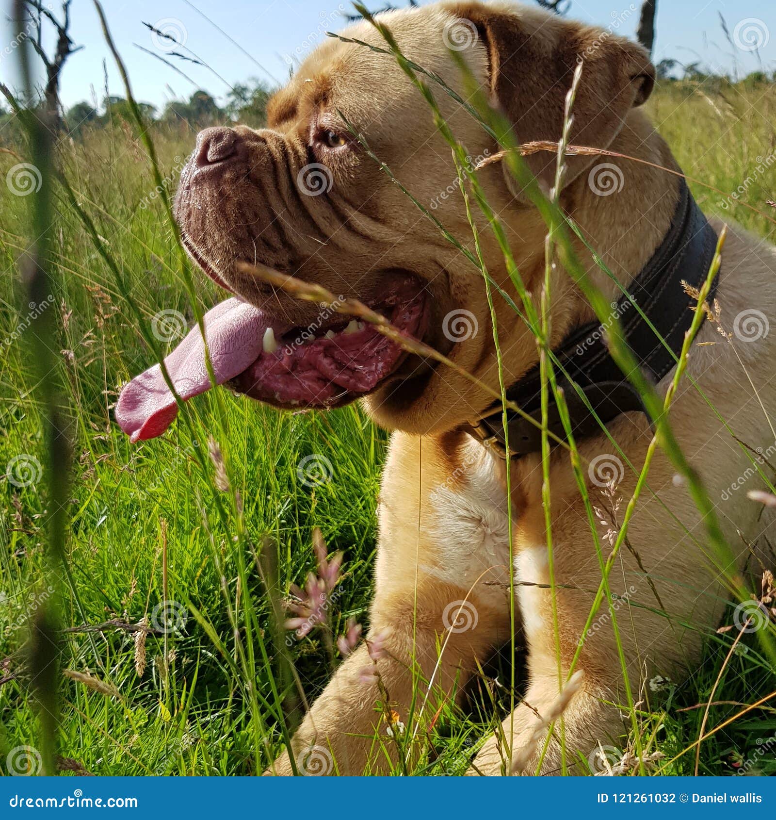 French massiff stock photo. Image of massiff, french - 121261032