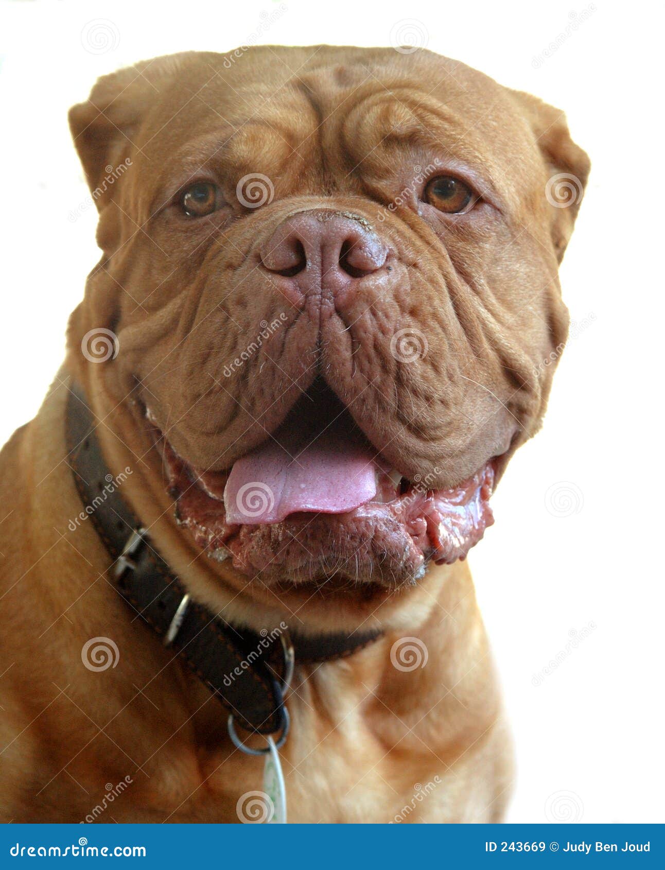 French Mastiff (Dogue De Bordeaux) Stock Image - Image of folds ...
