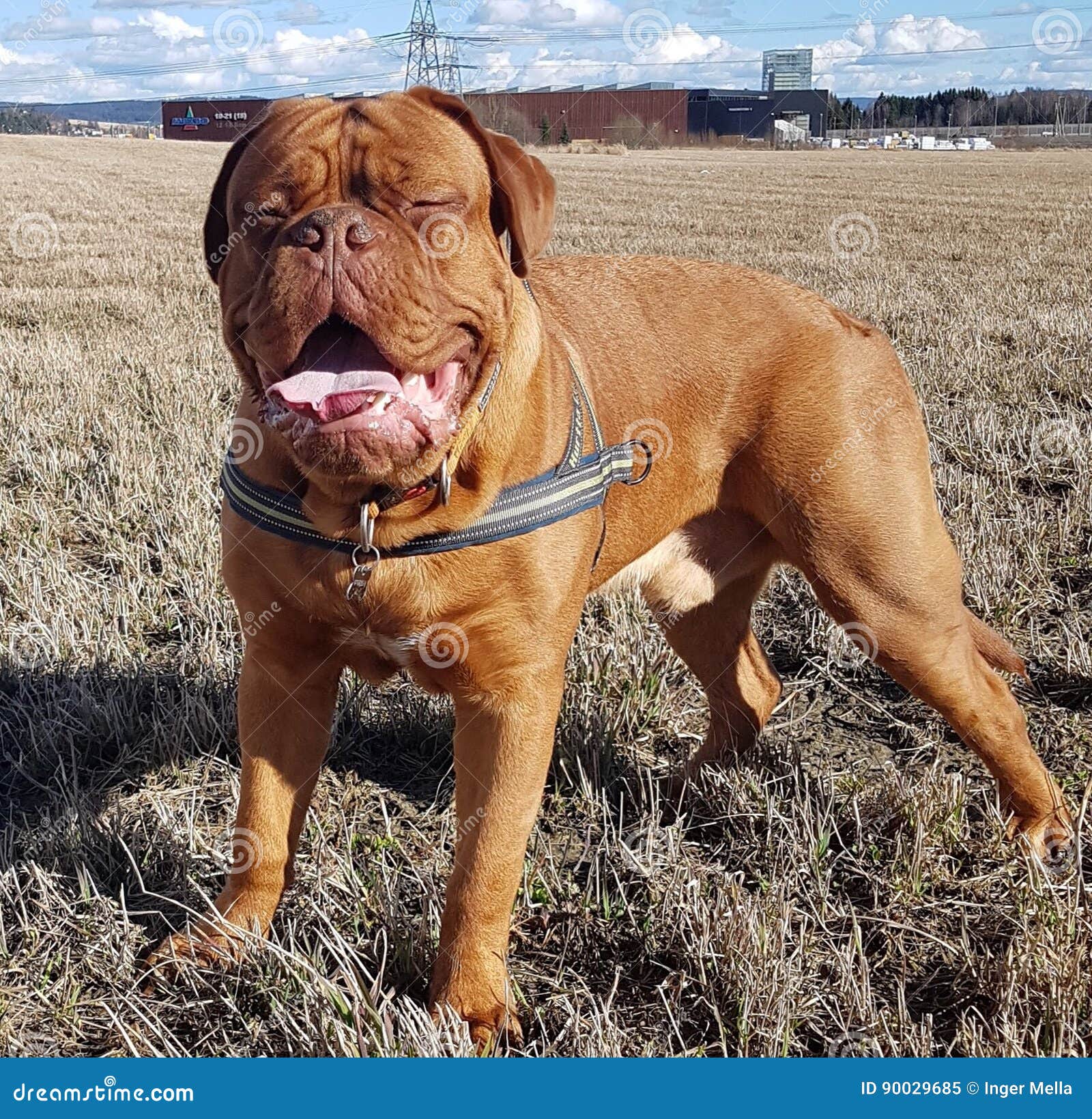 French mastiff stock image. Image of outside, french - 90029685