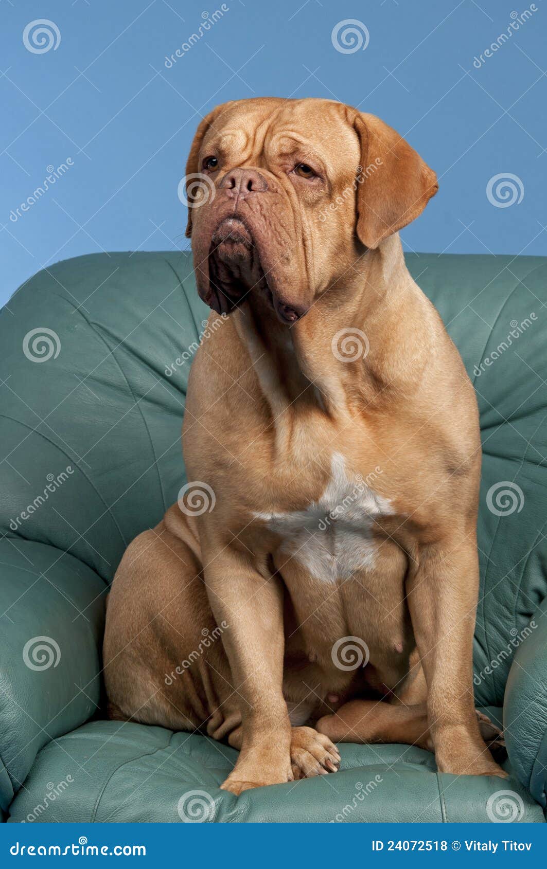 French Mastiff Sitting on Armchair Stock Photo - Image of luxury ...