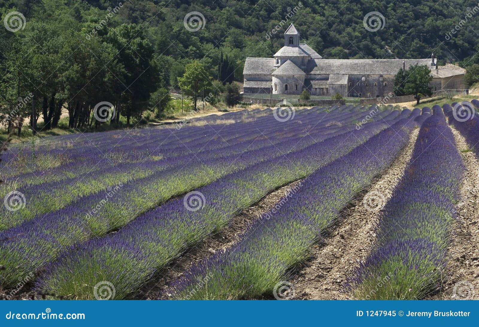 French Monastery and Fields of Lavender Stock Image - Image of notre ...