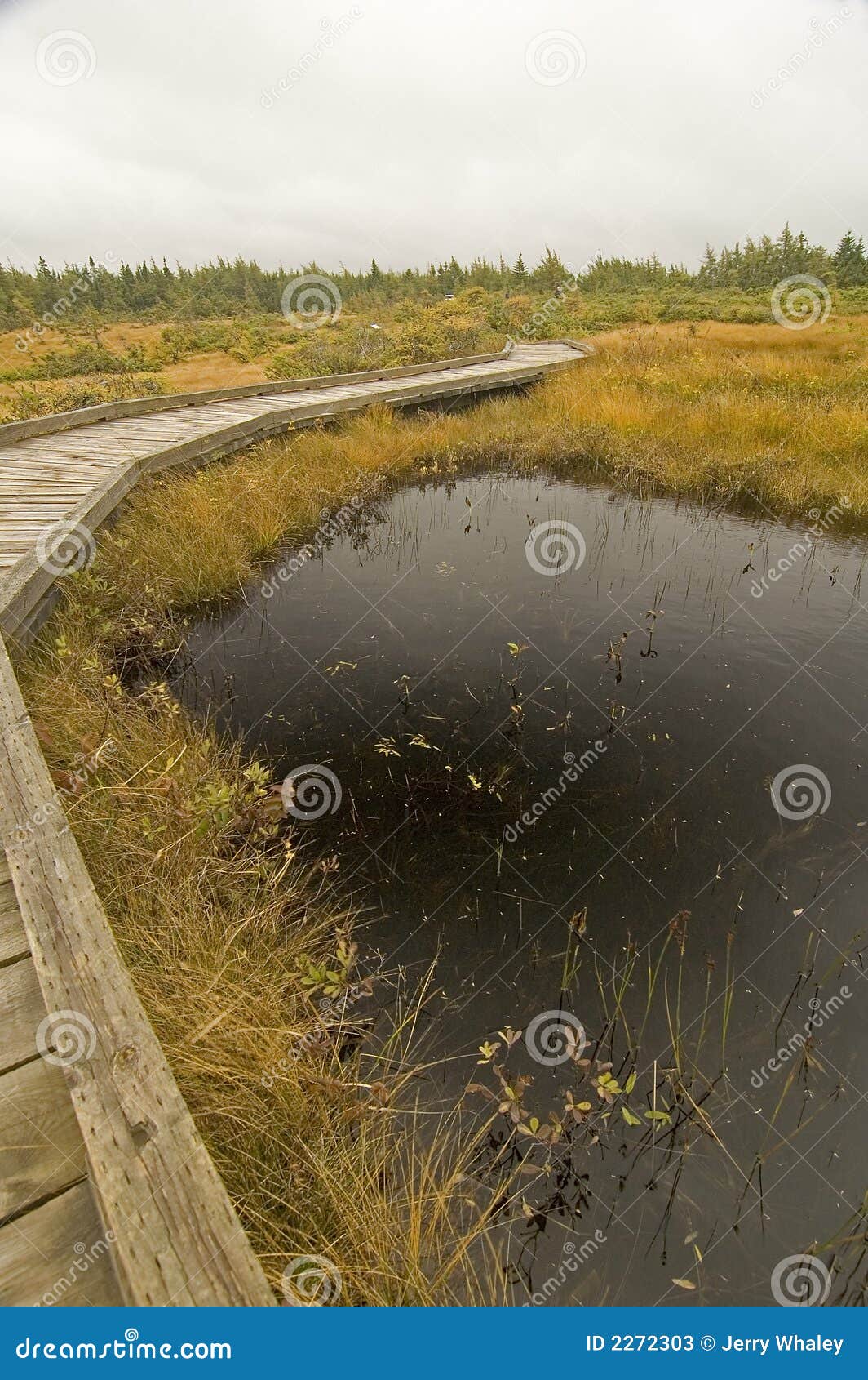 French Mountain Bog, NS stock image. Image of outdoors - 2272303