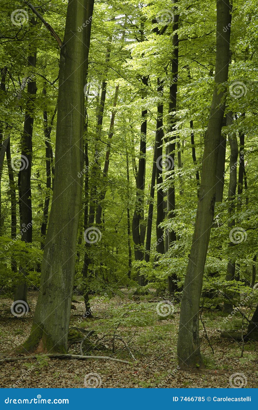 French Oak and Beech Forest Stock Image - Image of undergrowth, spring ...