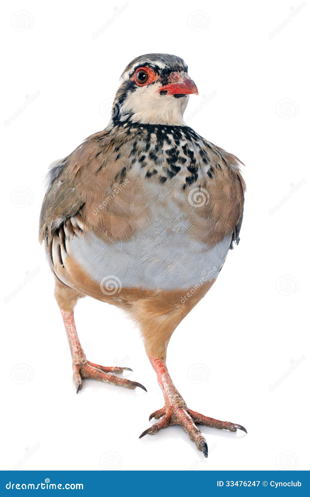 French Partridge Feather Isolated Stock Photos - Free & Royalty-Free ...