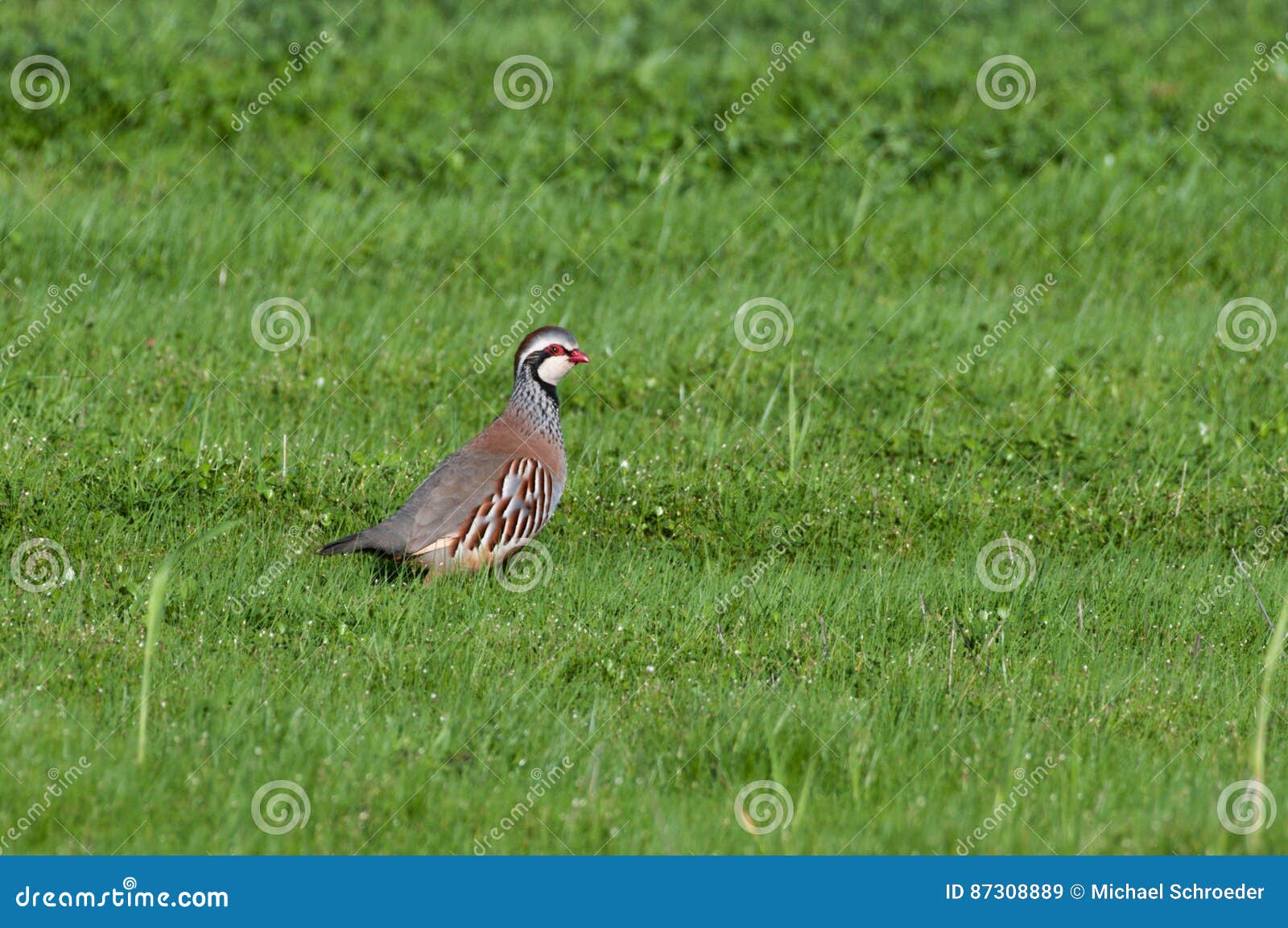 French partridge stock image. Image of birds, fowllike - 87308889