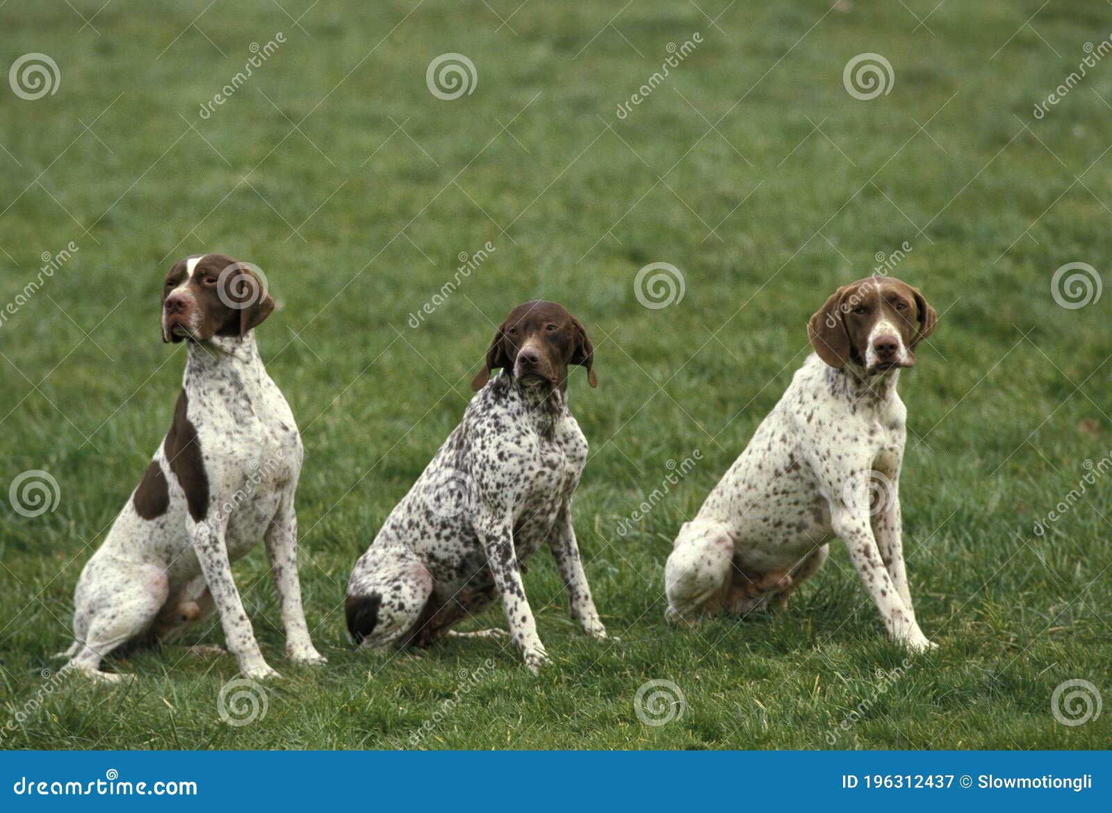 French Pointing Dog Pyrenean Type, Adults Sitting on Grass Stock Image ...