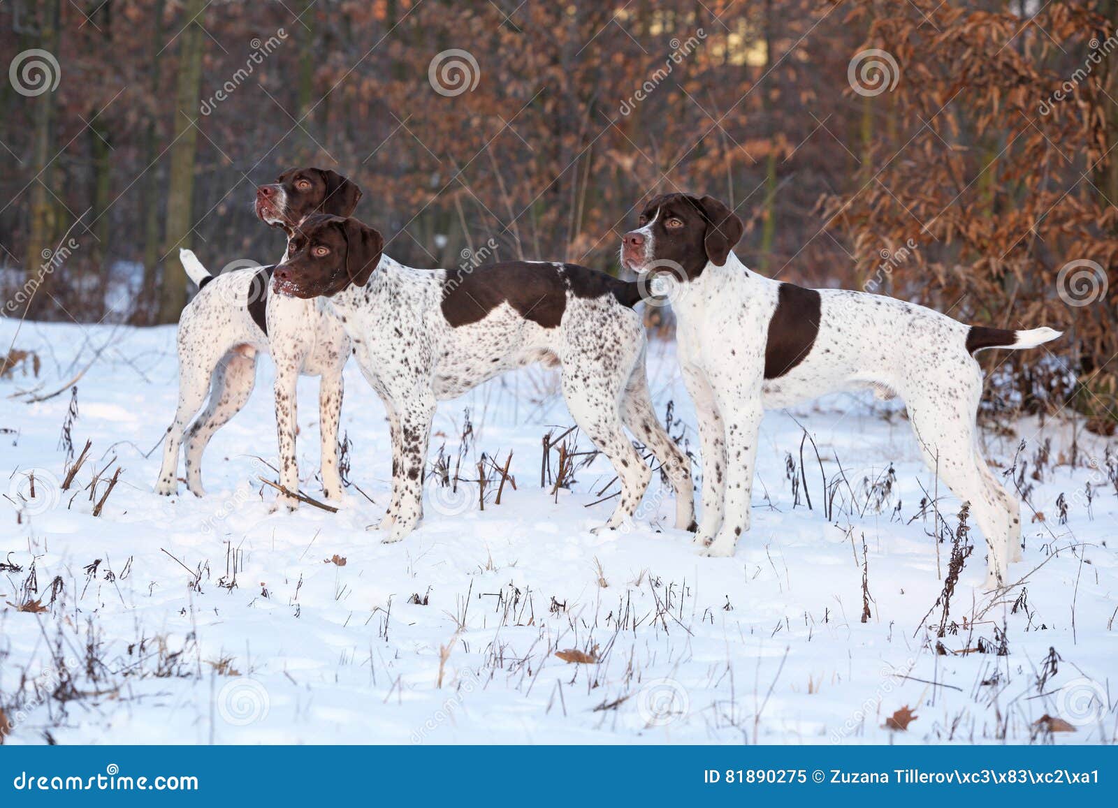 French Pointing Dogs stock image. Image of adorable, pointer - 81890275