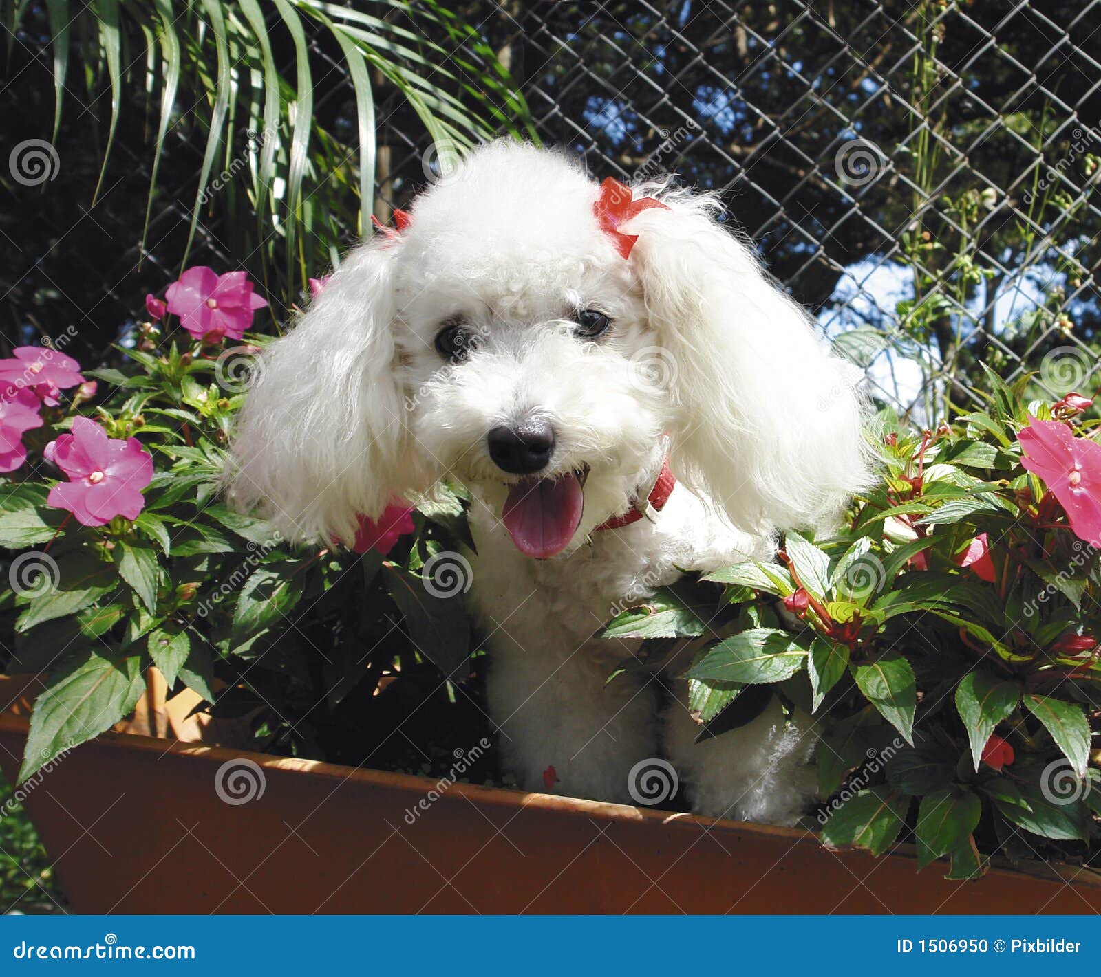 French poodle stock photo. Image of brown, caniche, groomed - 1506950
