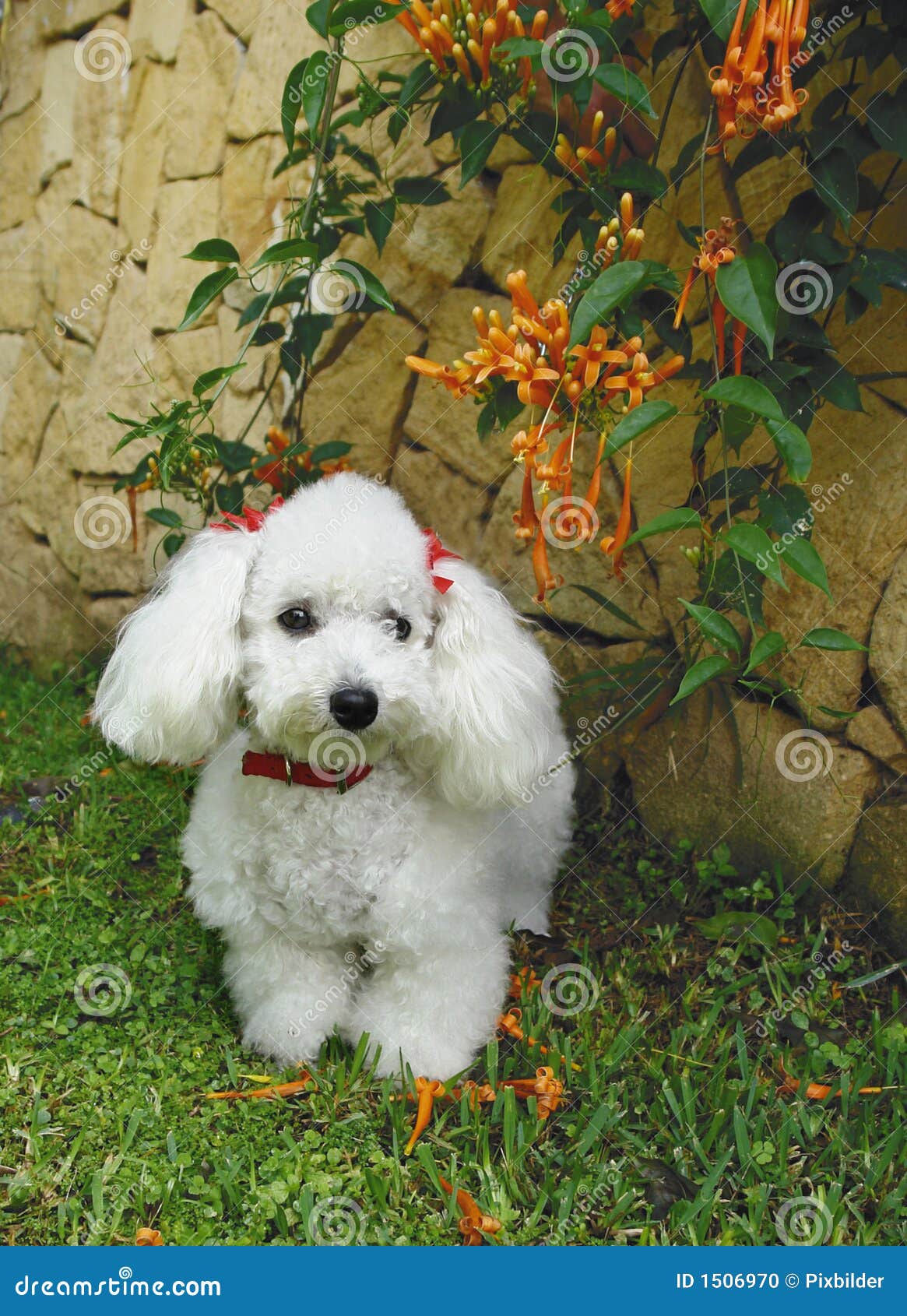 French poodle 2 stock photo. Image of poodle, litter, typical - 1506970