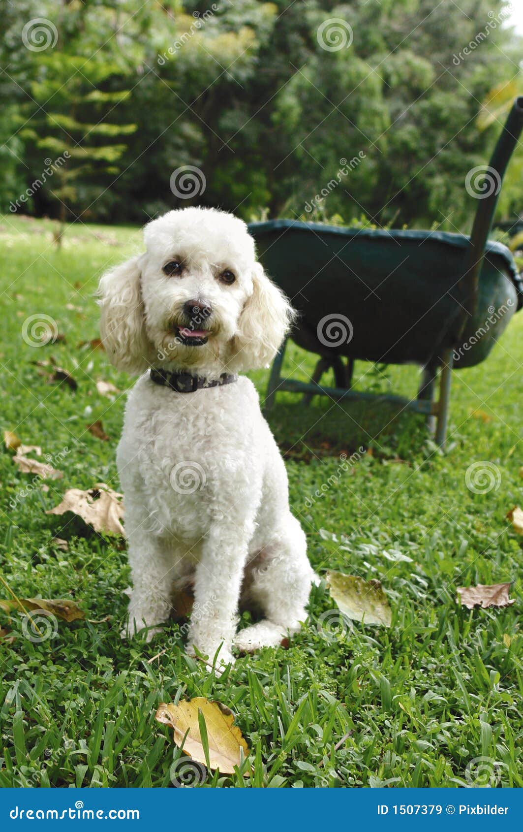 White French Poodle Puppy