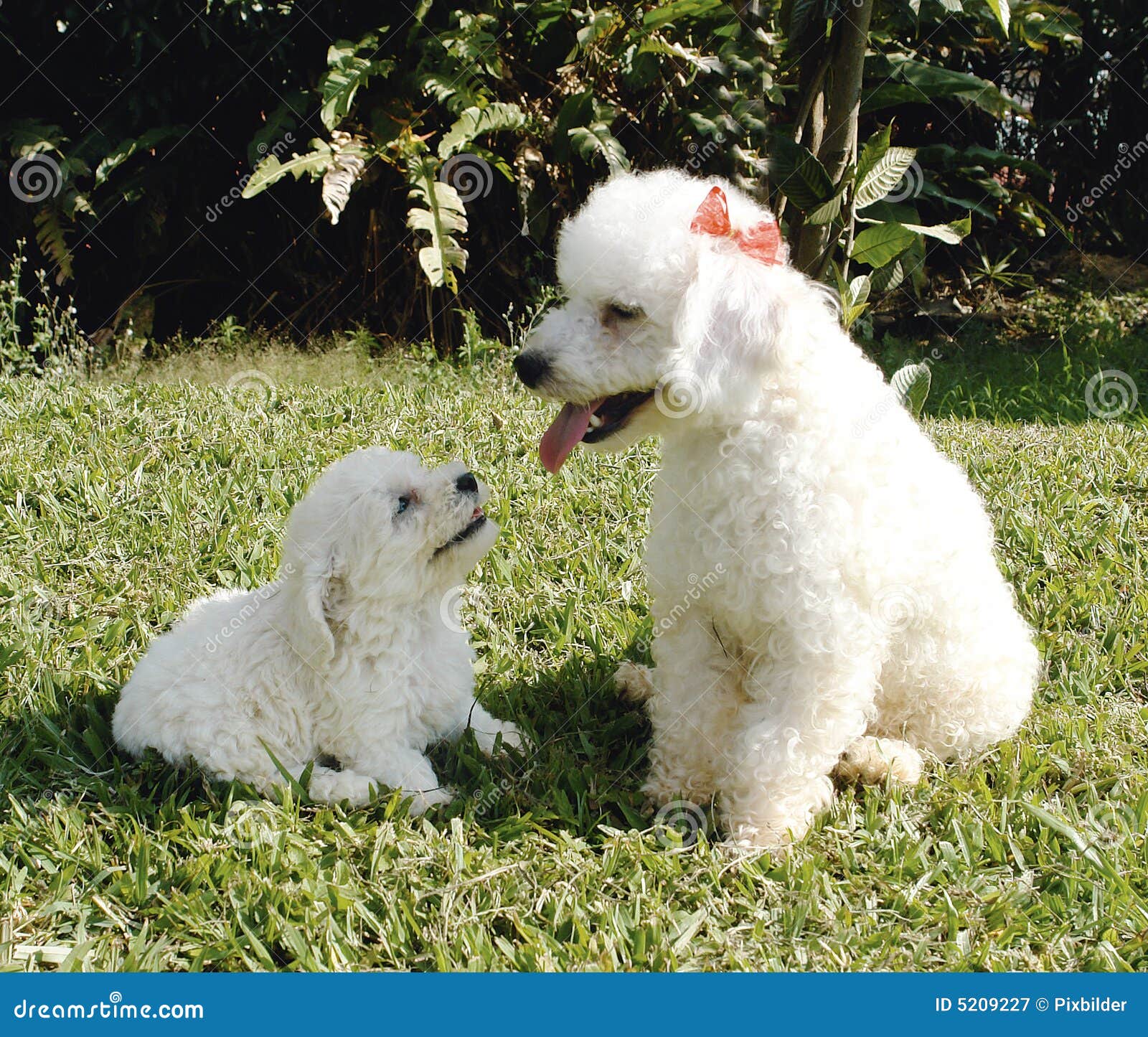 French poodle stock image. Image of puppy, basket, typical - 5209227