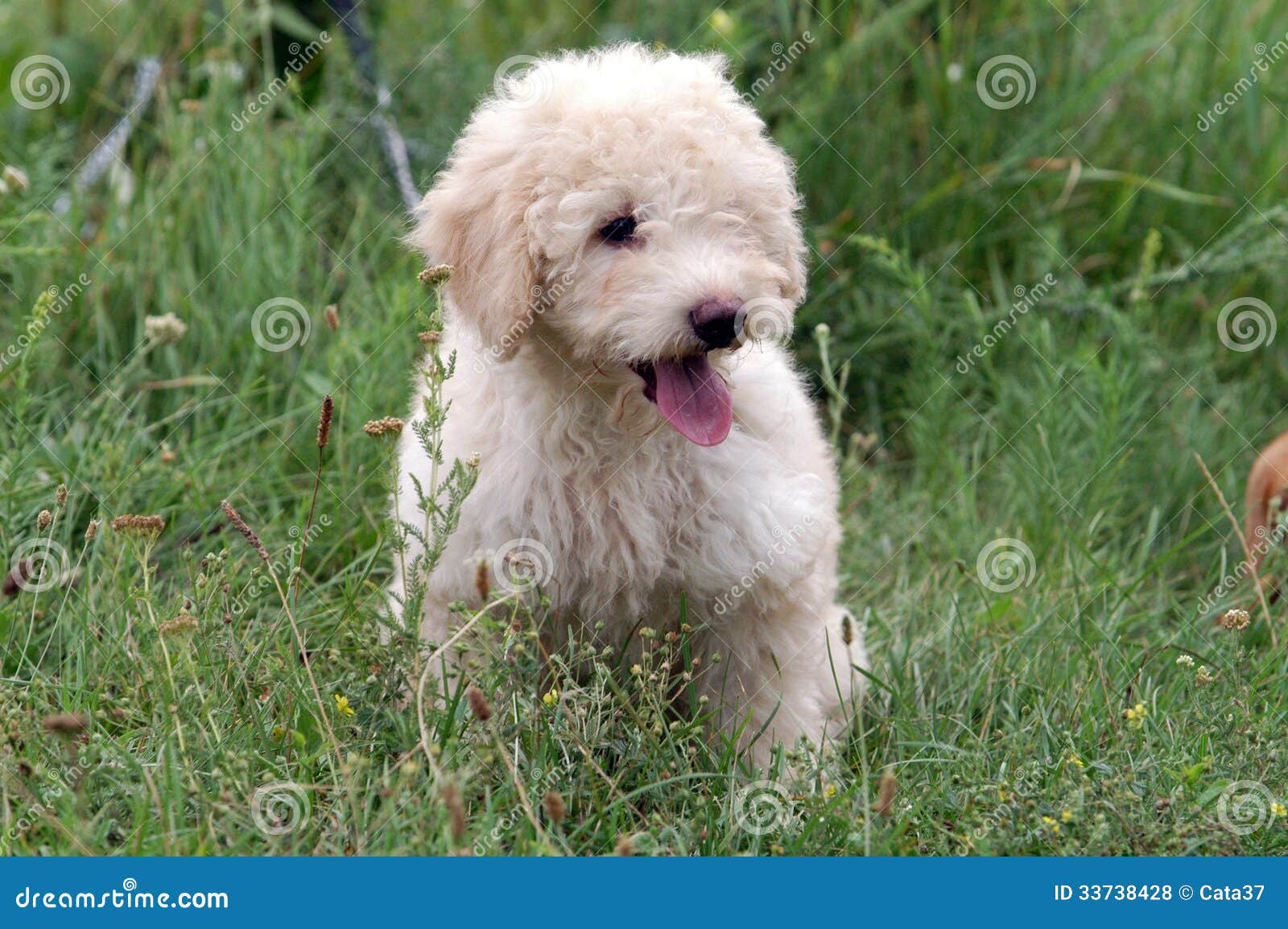 French poodle puppy stock photo. Image of breed, basket - 33738428