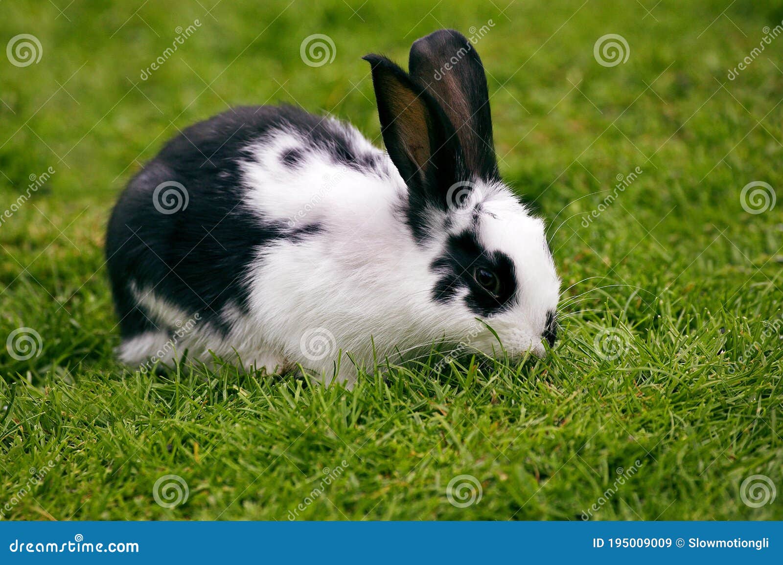 French Rabbit Called Geant Papillon Francais, Adult Standing on Grass ...