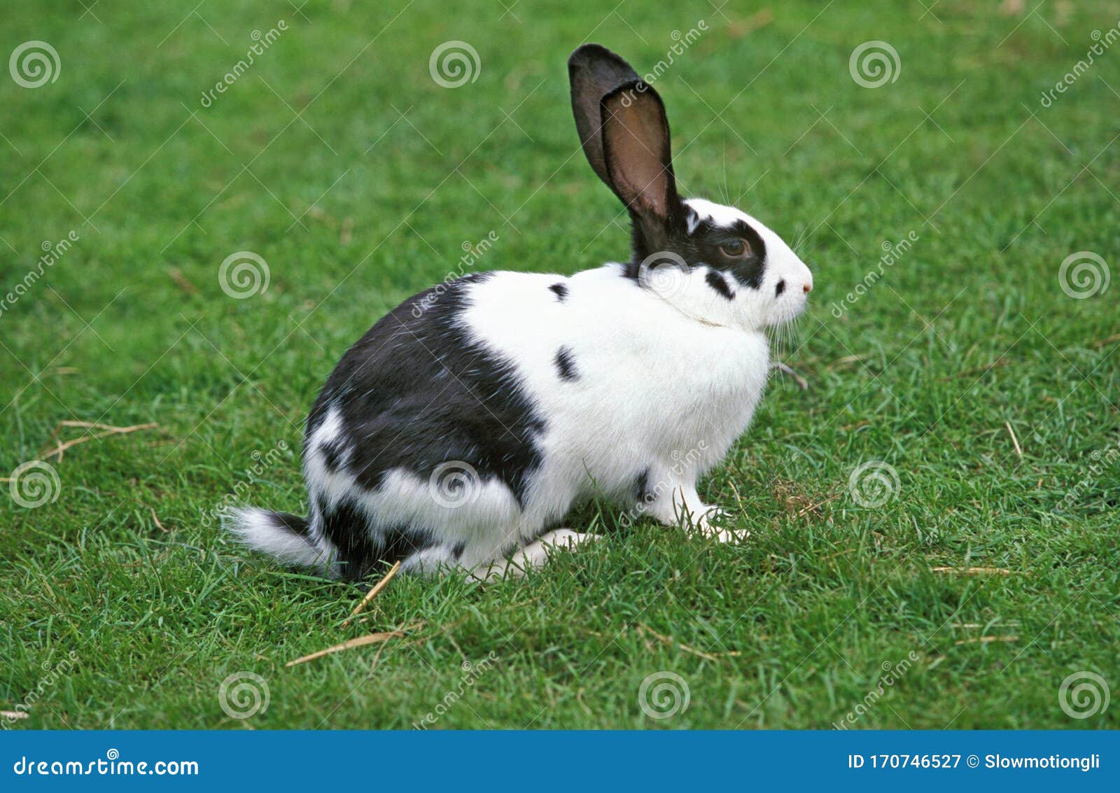 LAPIN GEANT PAPILLON FRANCAIS Stock Image - Image of french, domestic ... LAPIN GEANT PAPILLON FRANCAIS Stock Image - Image of french, domestic ...