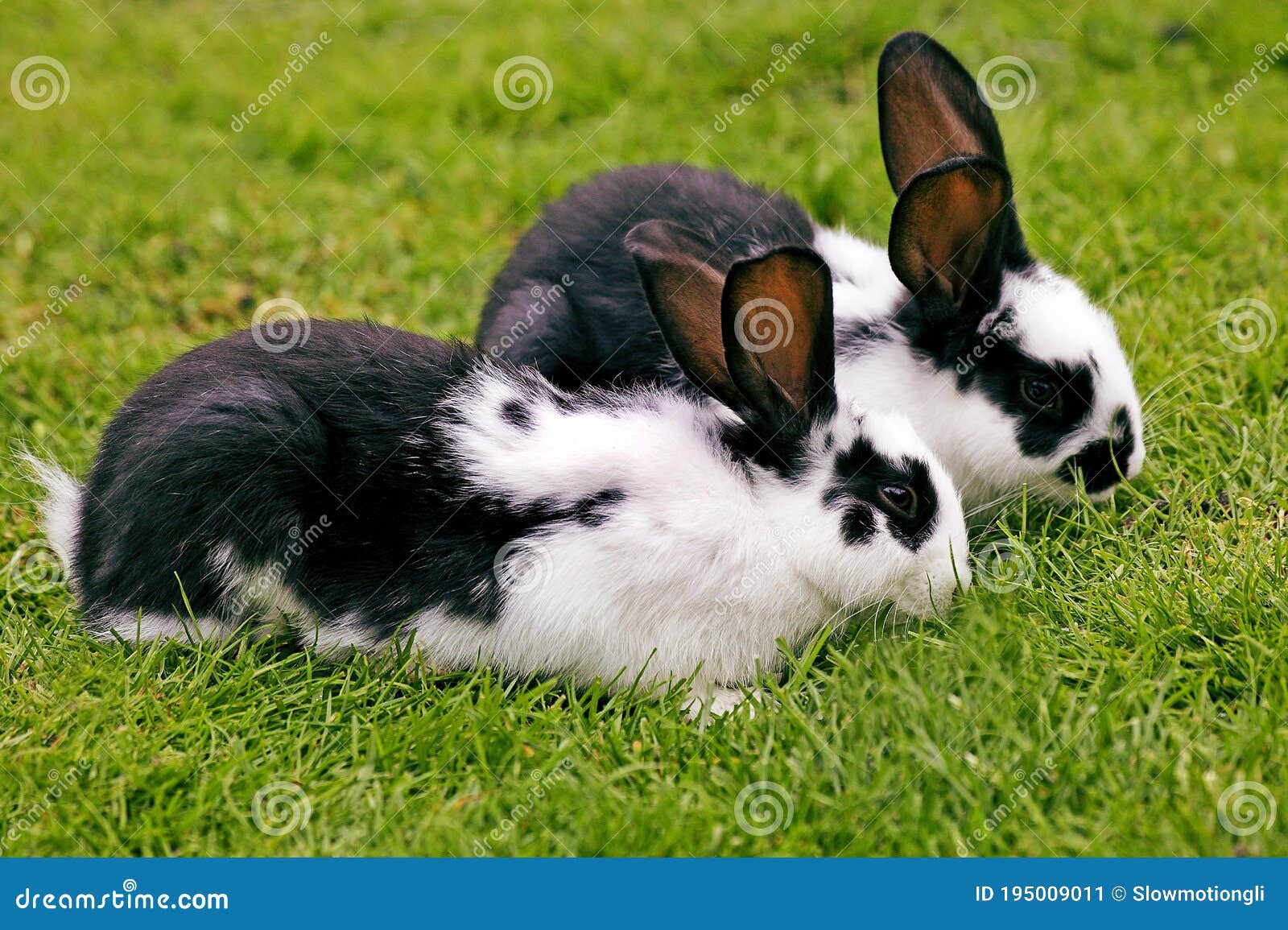 French Rabbit Called Geant Papillon Francais, Adults Standing on Grass ...