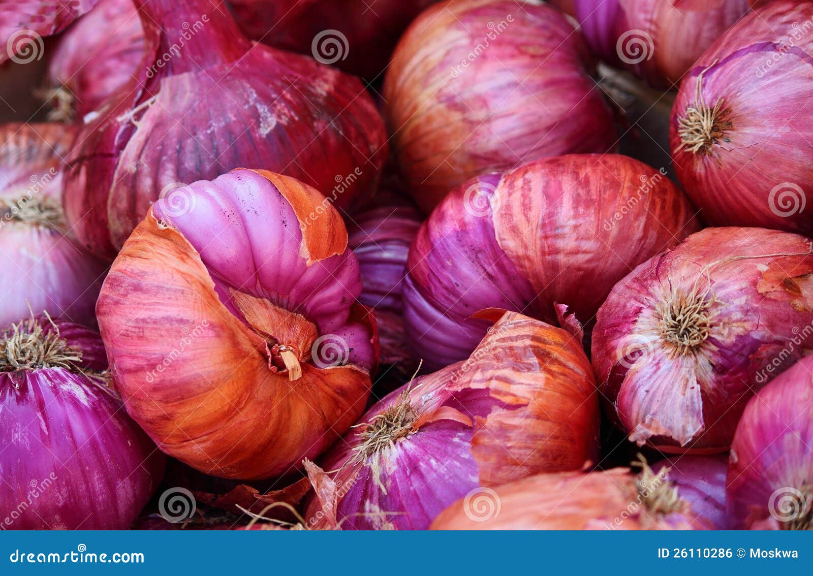 French red onions stock photo. Image of production, food - 26110286