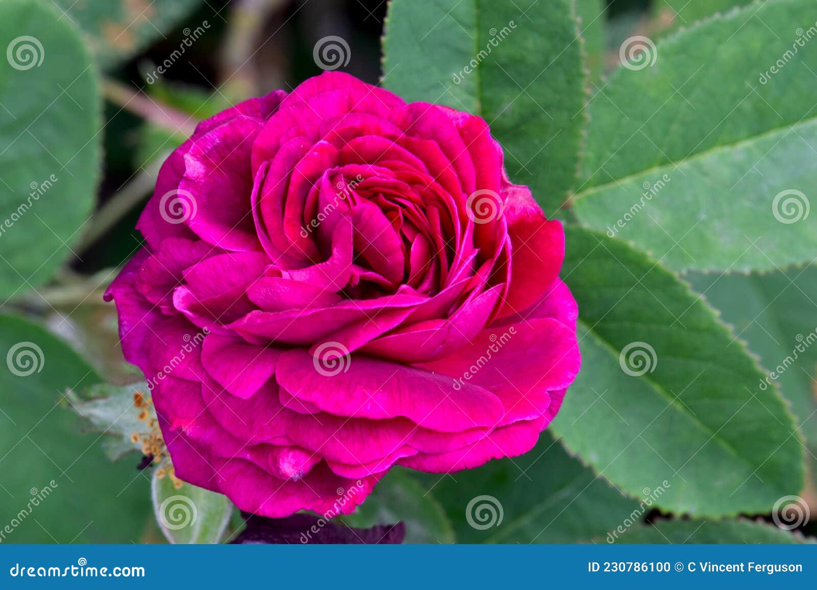 Metallic Red French Rose 01 Stock Photo - Image of leaf, rose: 230786100