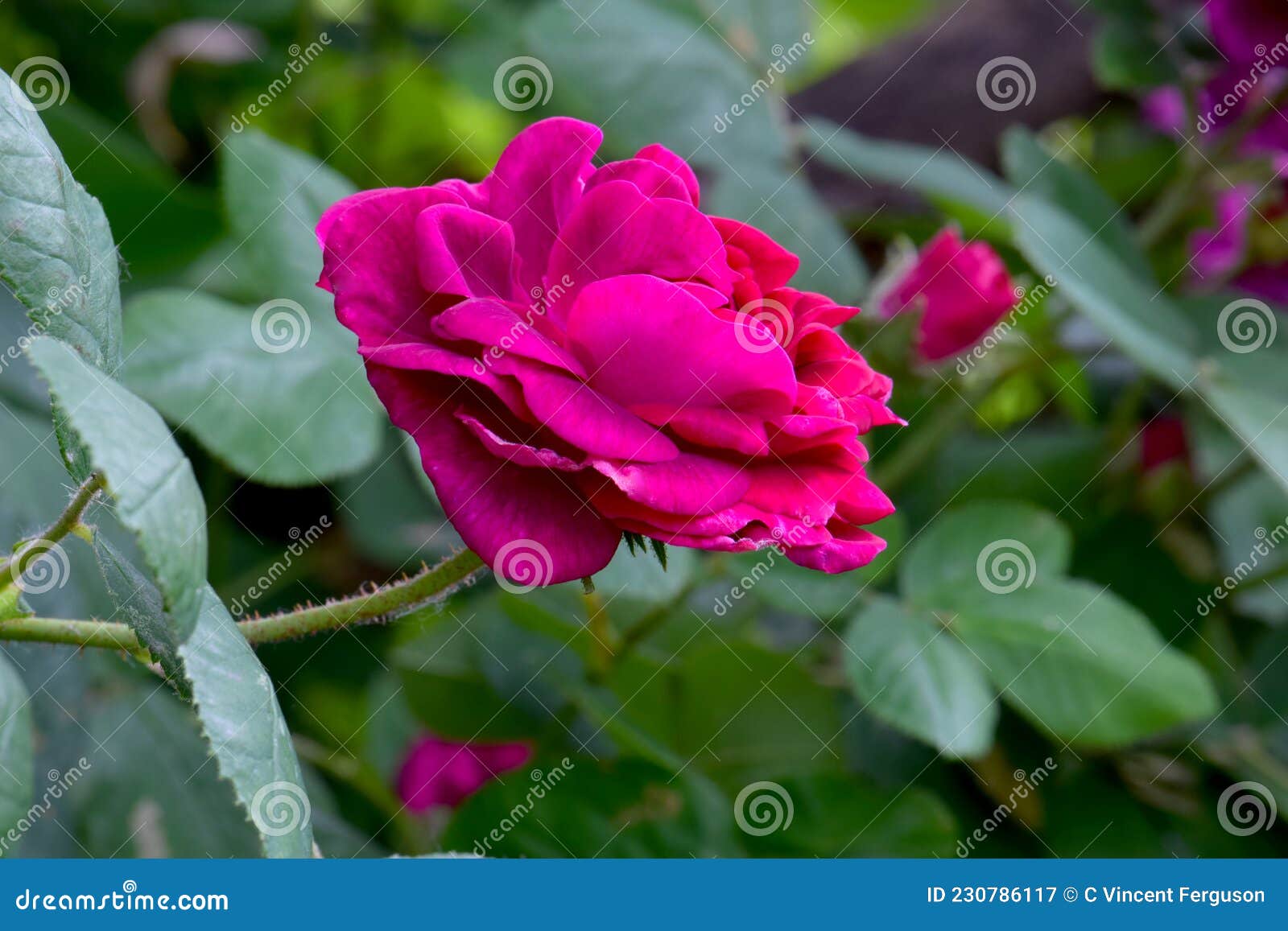 Metallic Red French Rose 02 Stock Image - Image of leaf, rugosa: 230786117