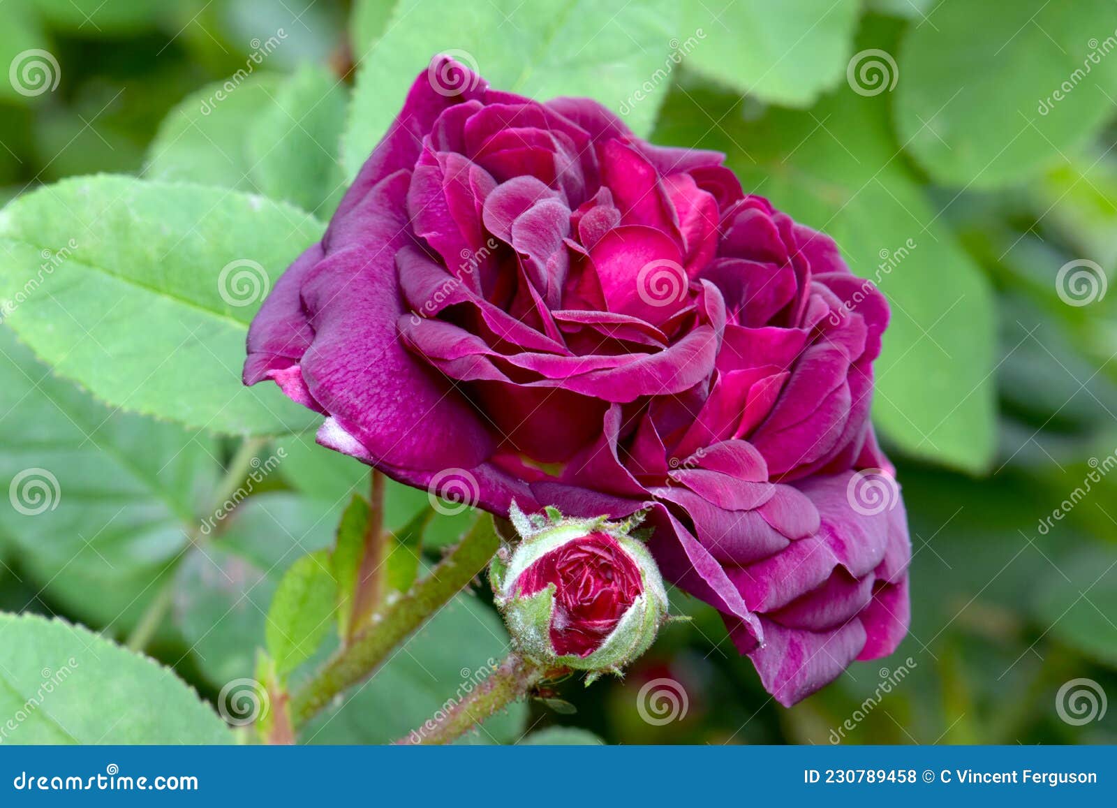 Tiny French Red Rose Buds 05 Stock Photo - Image of three, gallica ...