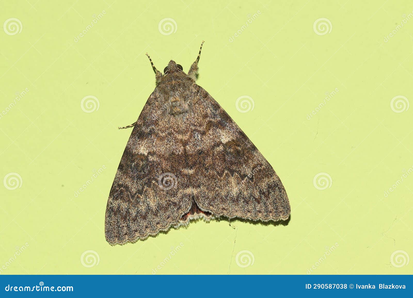 French red underwing stock photo. Image of catocala - 290587038