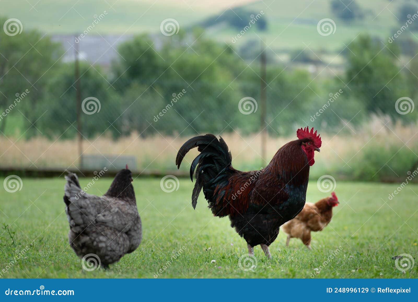 French Rooster and Chickens in Farm Stock Image - Image of beautiful ...