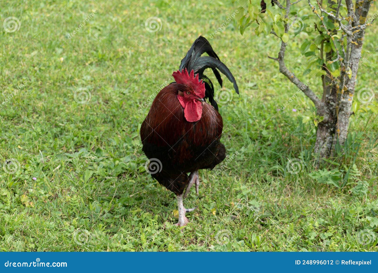 French Rooster in Farm on Green Grass Stock Photo - Image of feather ...