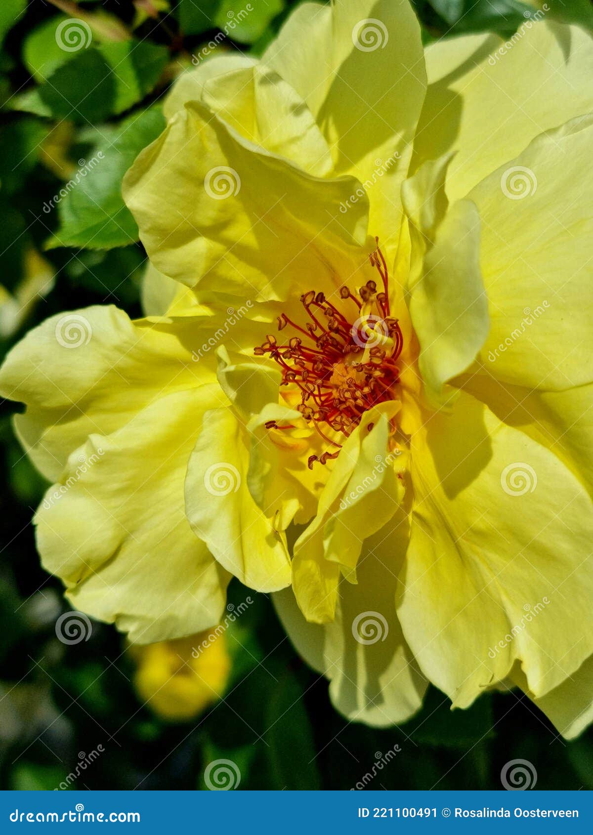 The French Rose stock image. Image of yellow, rose, nature - 221100491